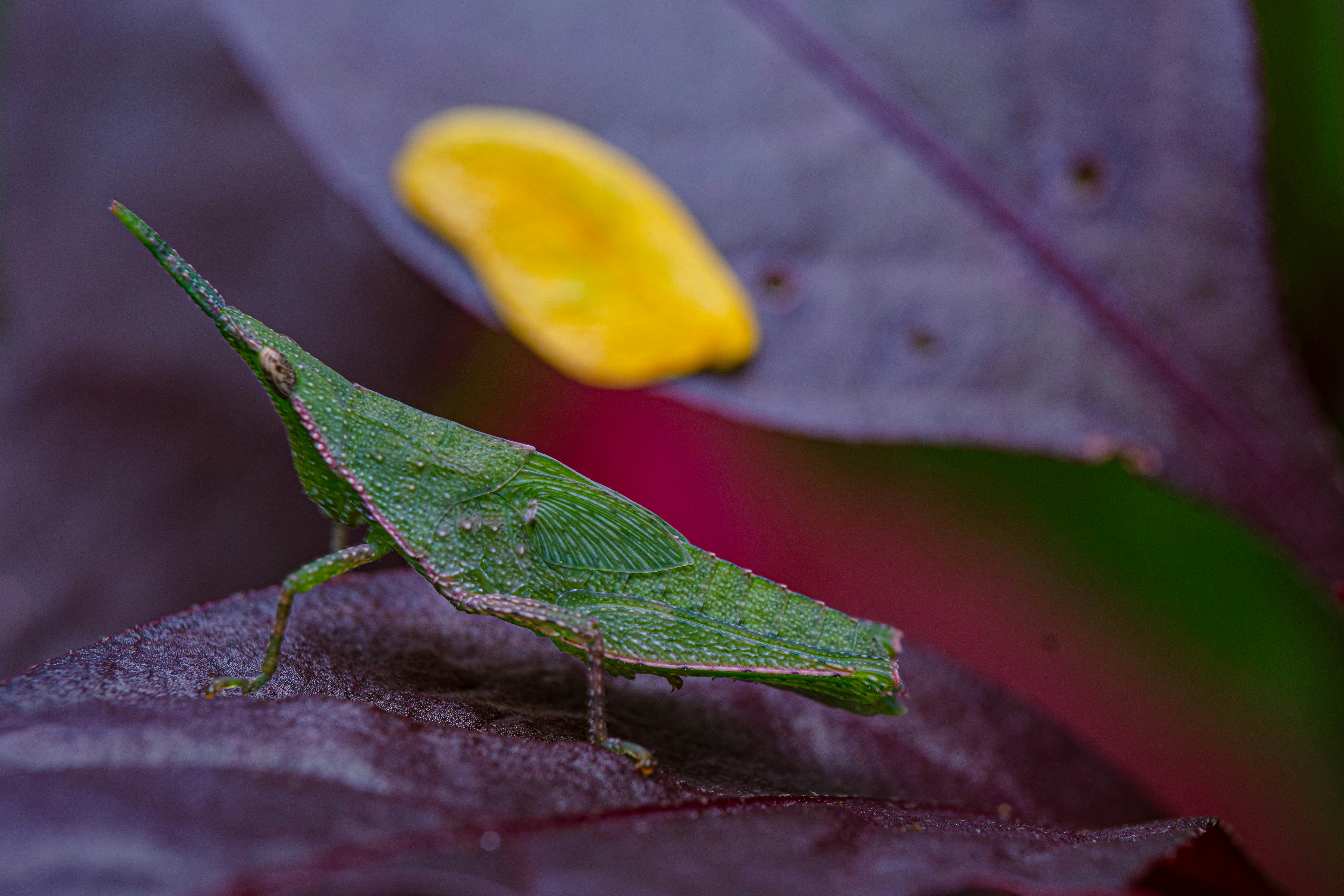 Pyrgomorphidae grasshopper on a purple leaf