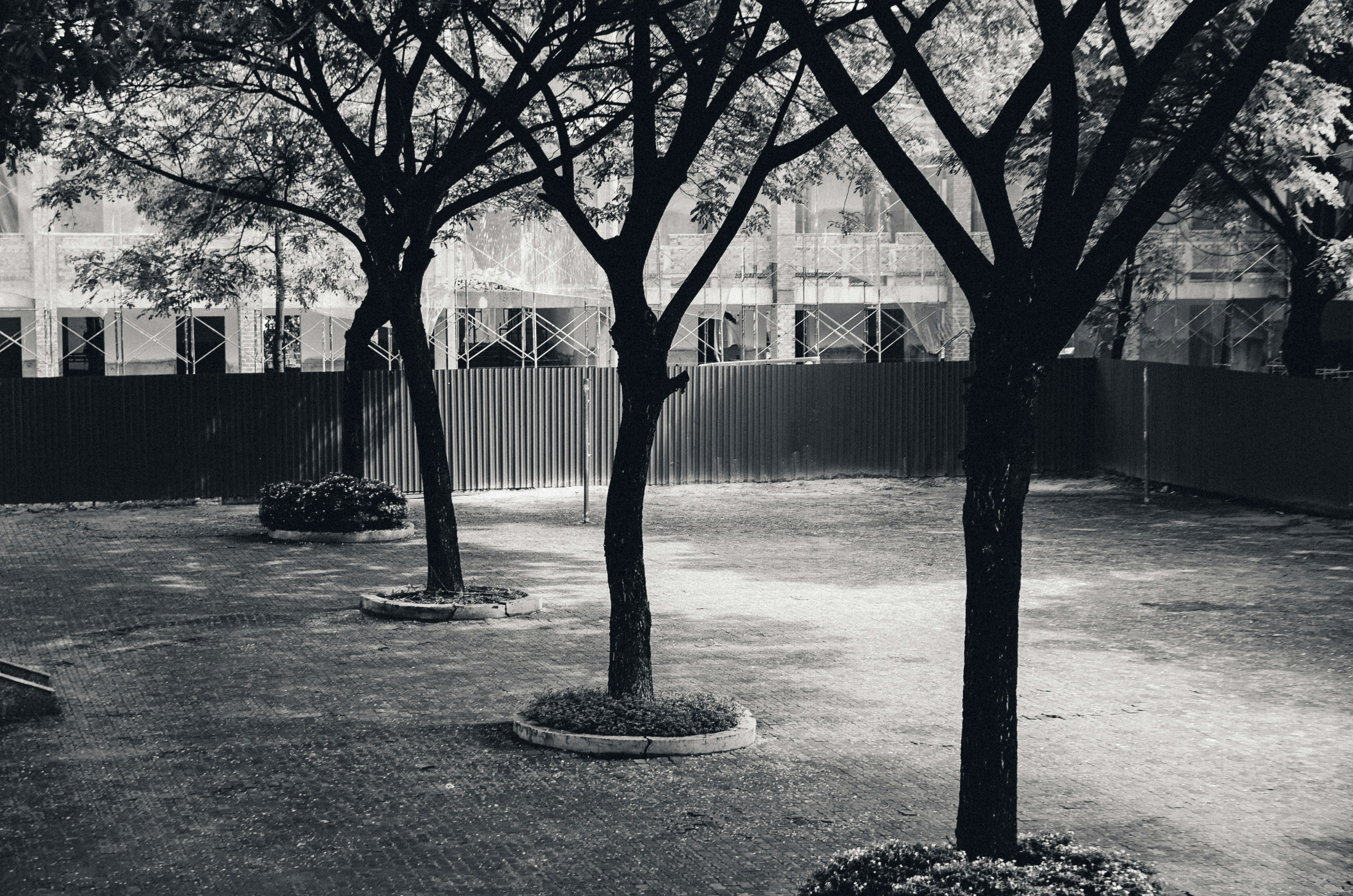 Shadowed Rows: Rain-Wet Courtyard Framed by Symmetrical Trees