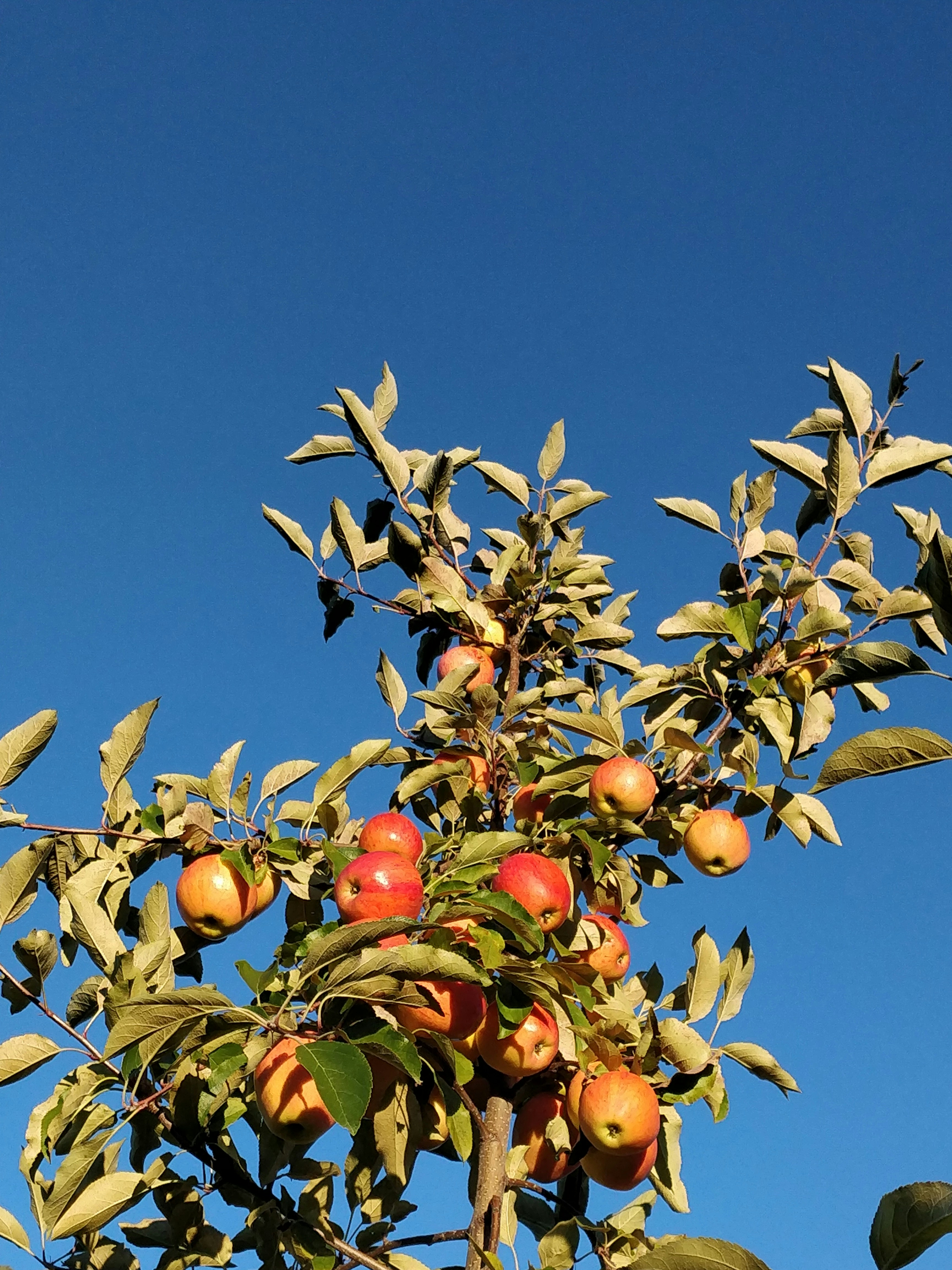 Vibrant apple tree adorned with ripe fruit against a clear blue sky.