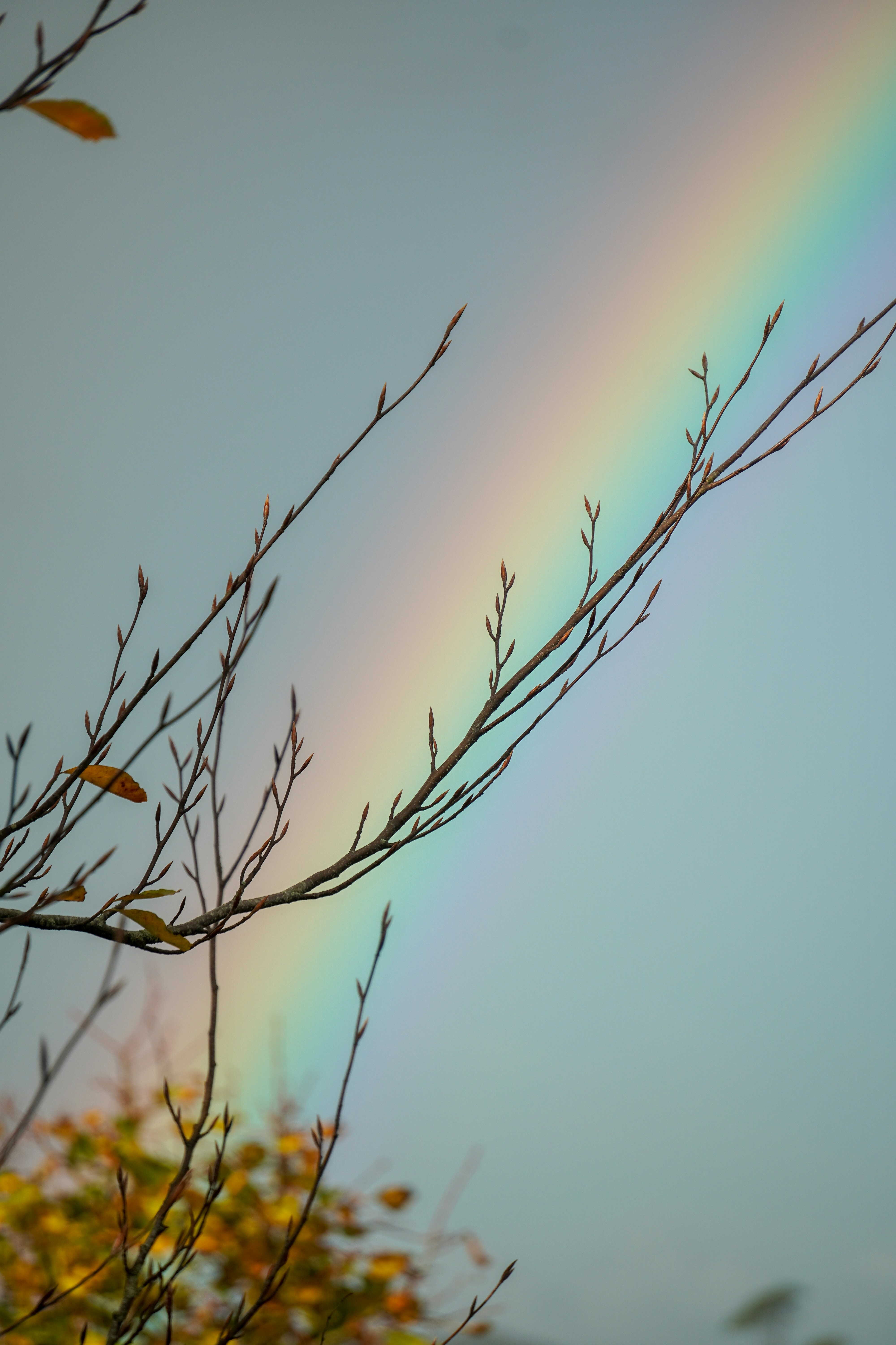 Arc of Color Through a Bare-Branch Frame