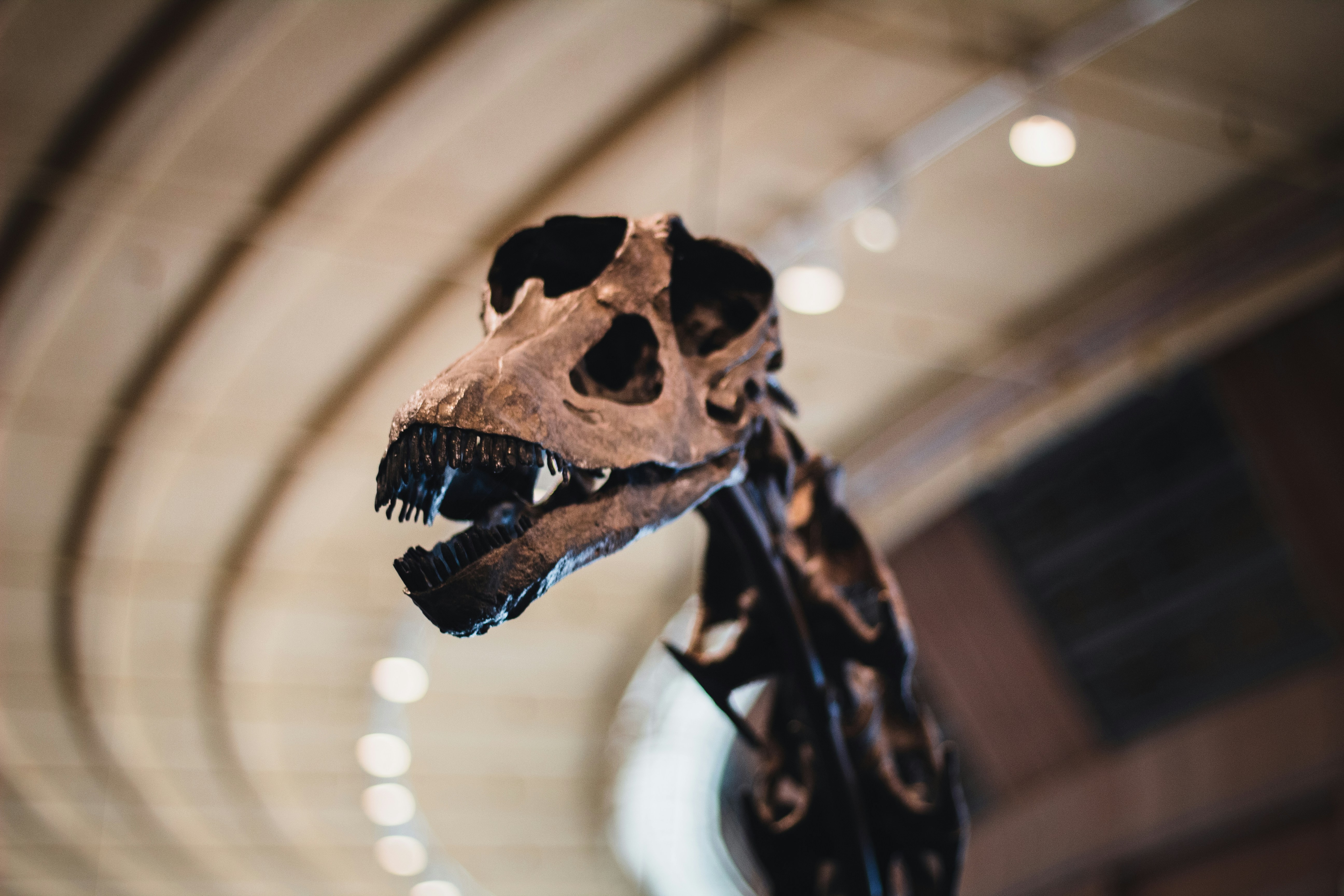 Dinosaur Skull in Focus: Echoes Through the Museum Arch