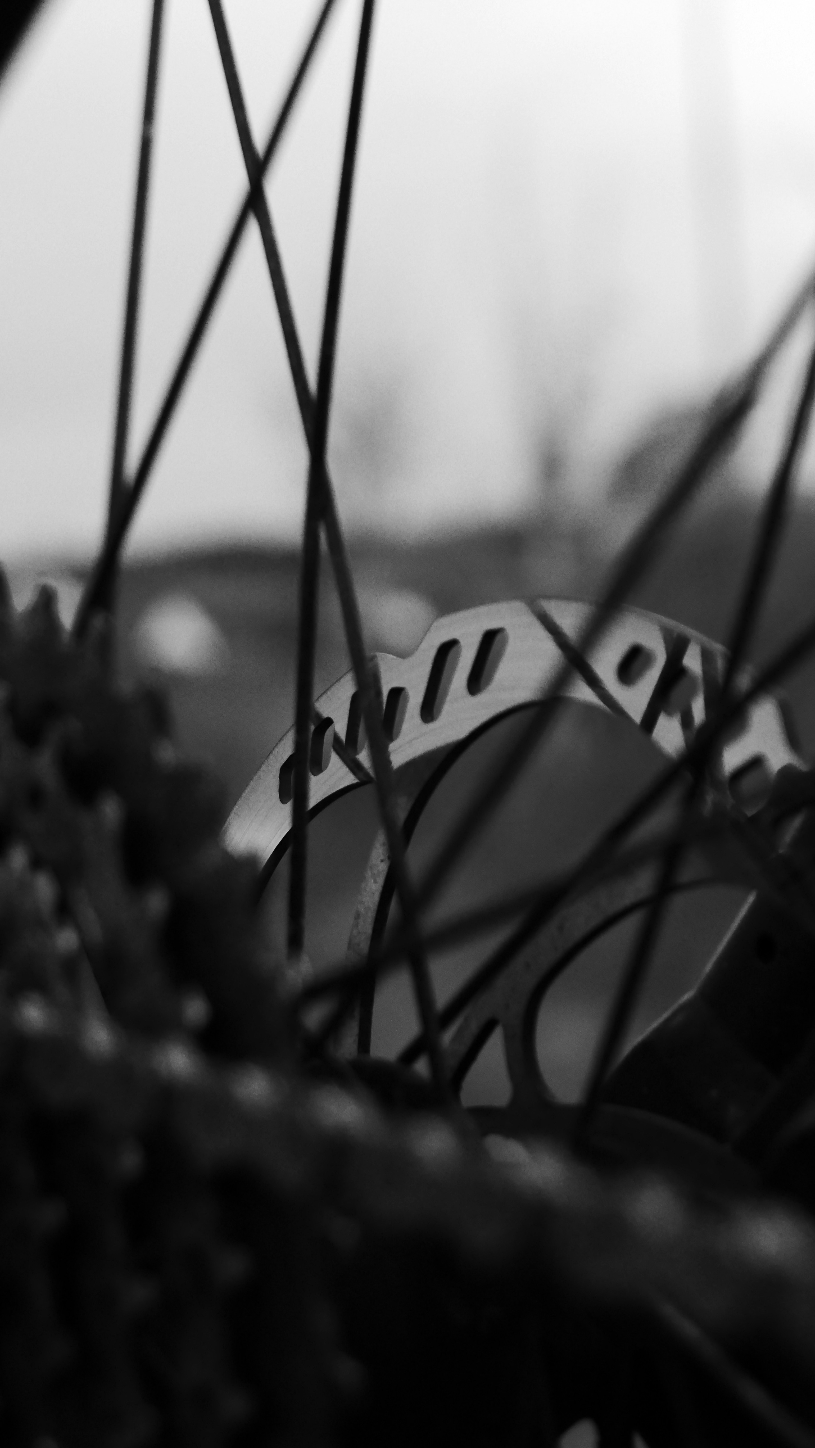Fractured stems and a blurred horizon