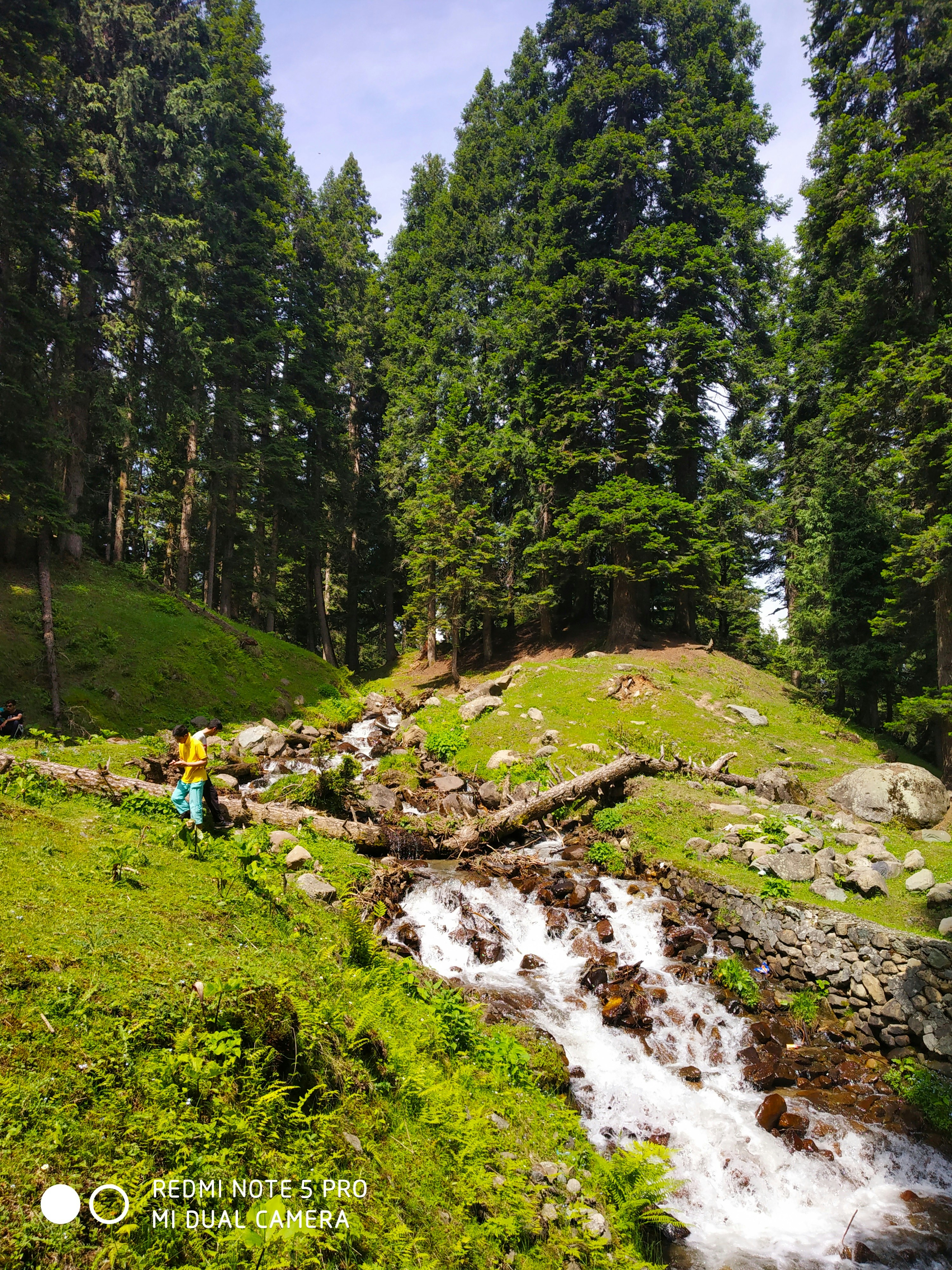 A serene stream flows through a lush green forest, with a person in a yellow shirt tending to the landscape. The towering trees create a peaceful backdrop.