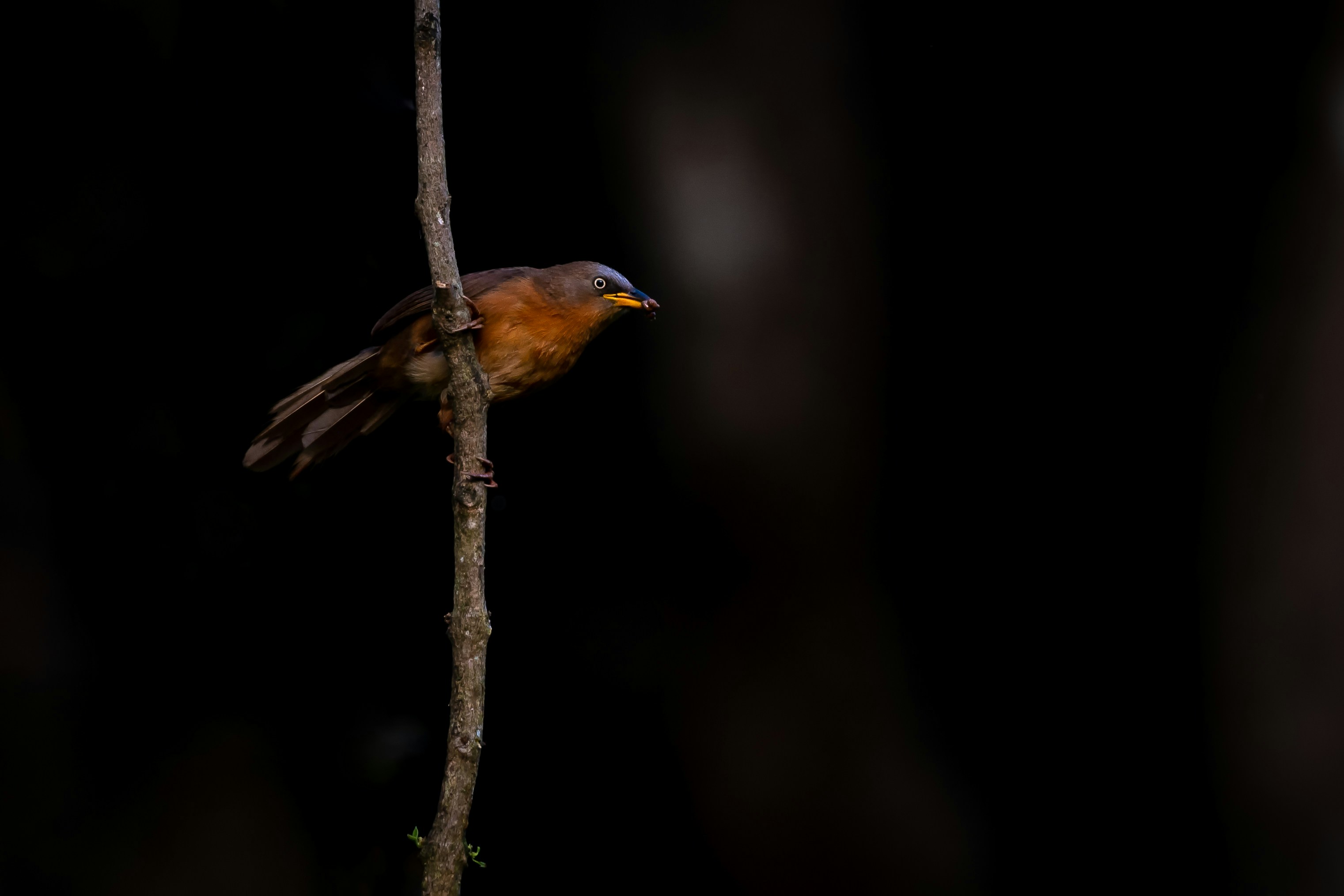 Scarlet Robin on a Narrow Branch in Deep Shadow
