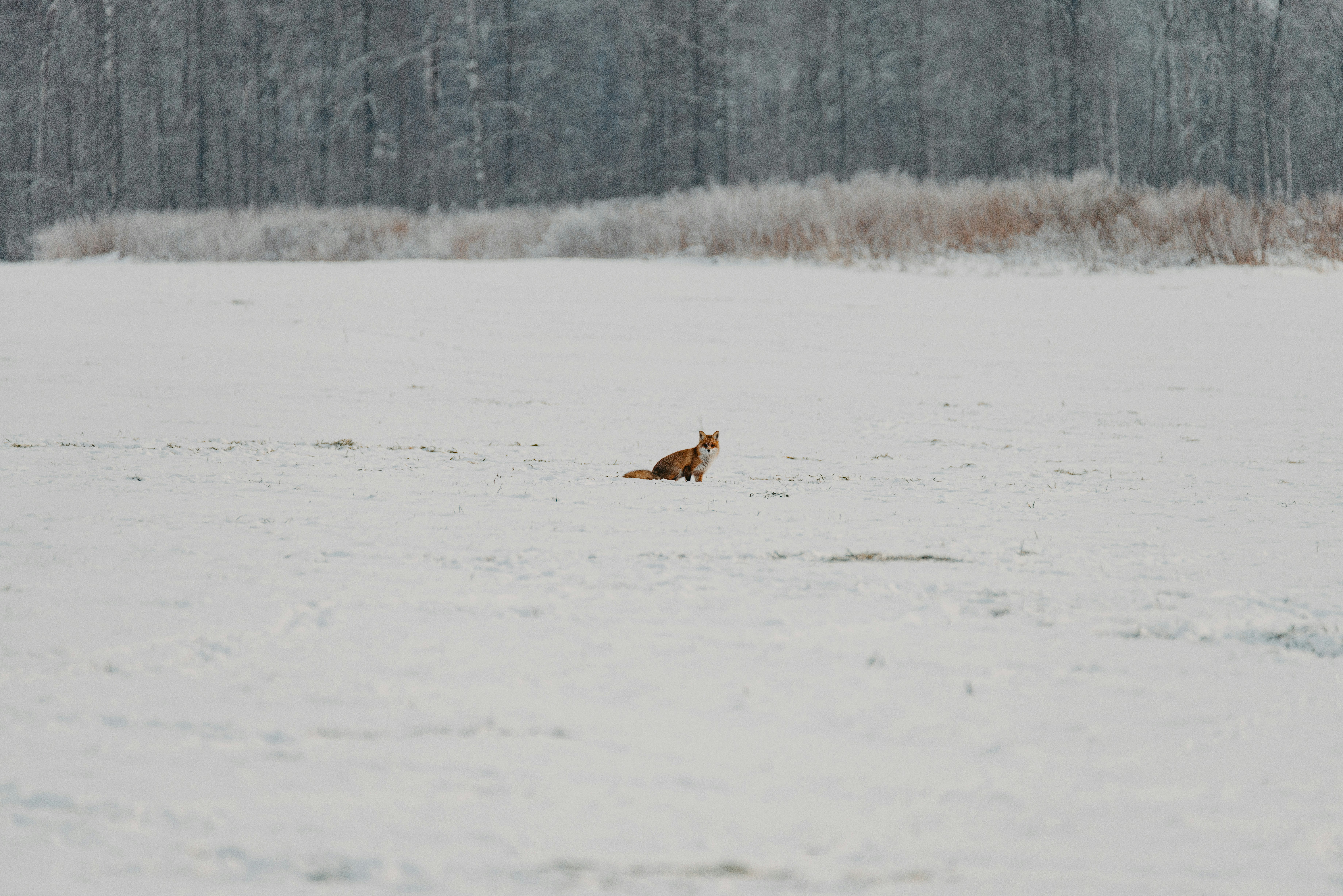 Lone Fox on a Quiet Snowfield under a Frosted Horizon