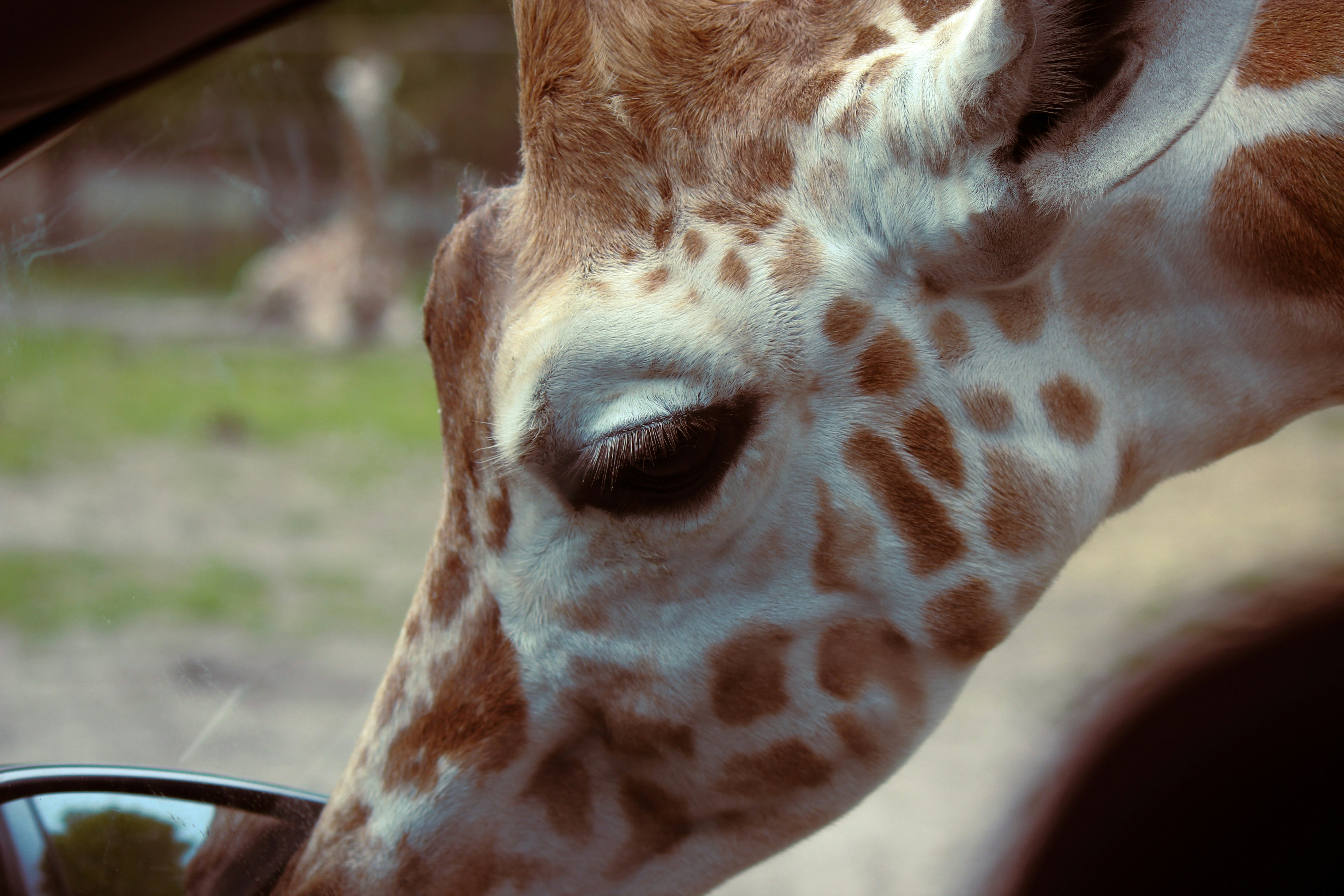 Gentle Giraffe Bend: A Quiet Moment at the Car Window