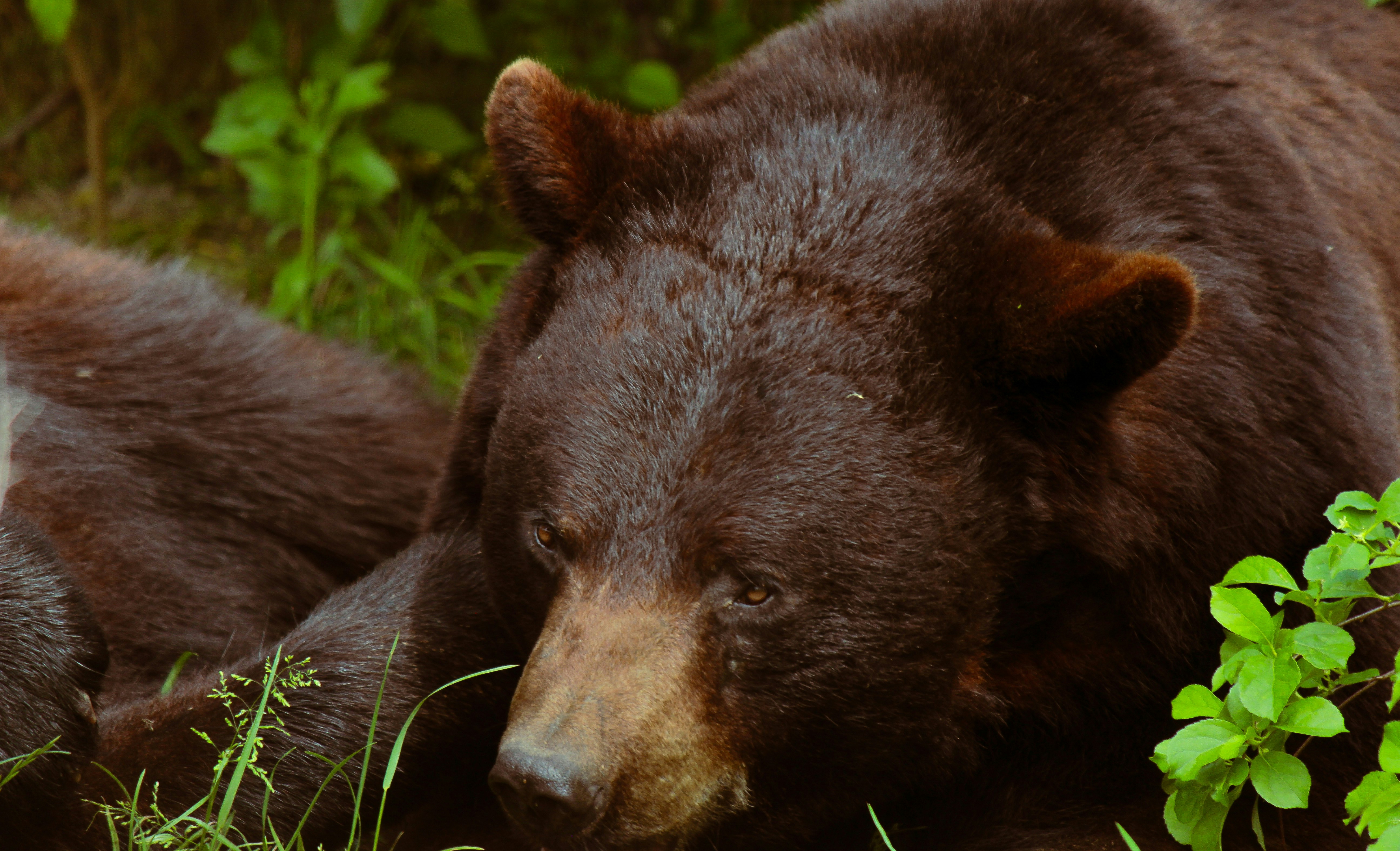 A couple of bears lay near each other photo – Free Wildlife Image on ...