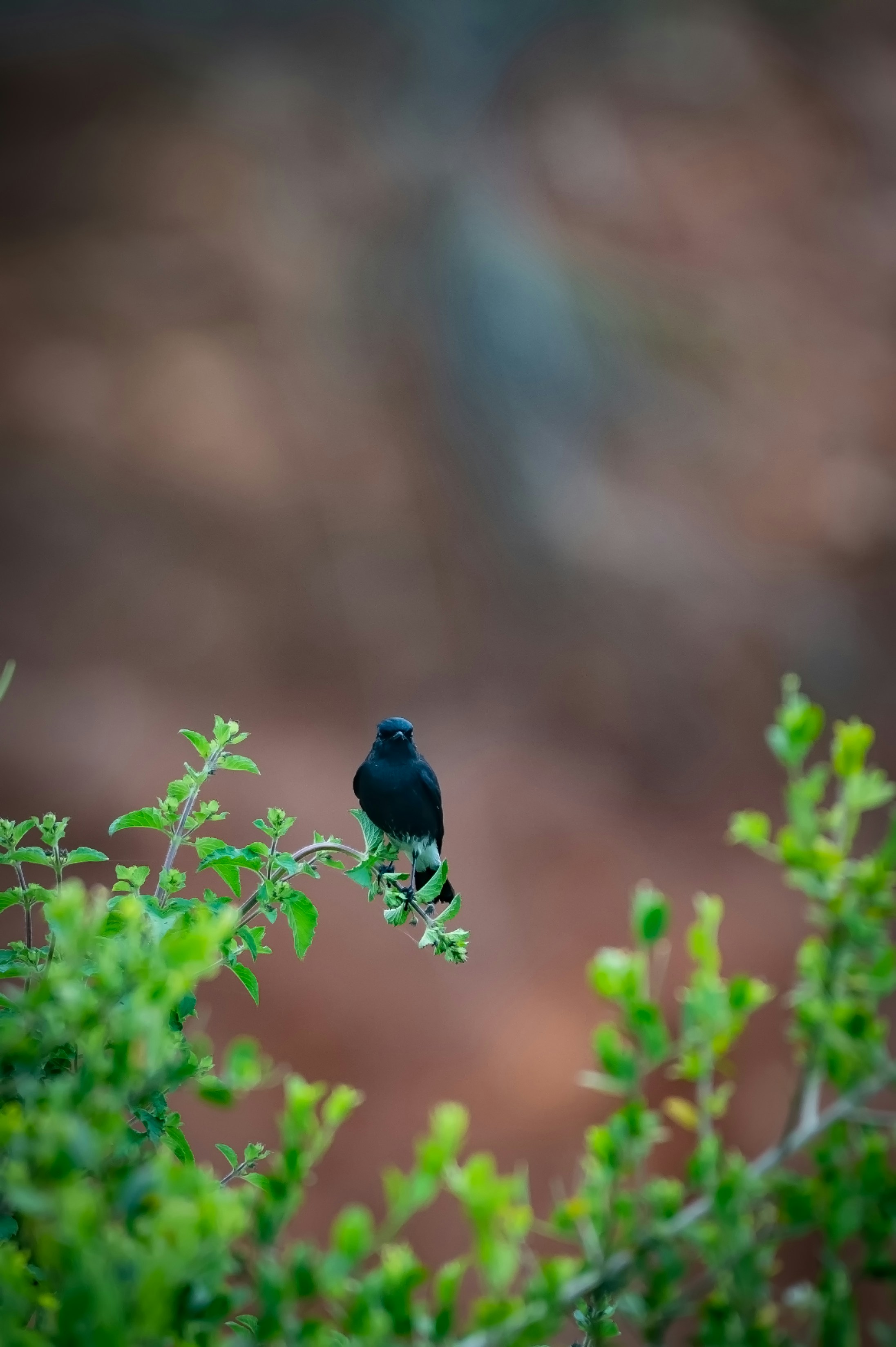 Perched in Serenity: A Moment of Stillness
