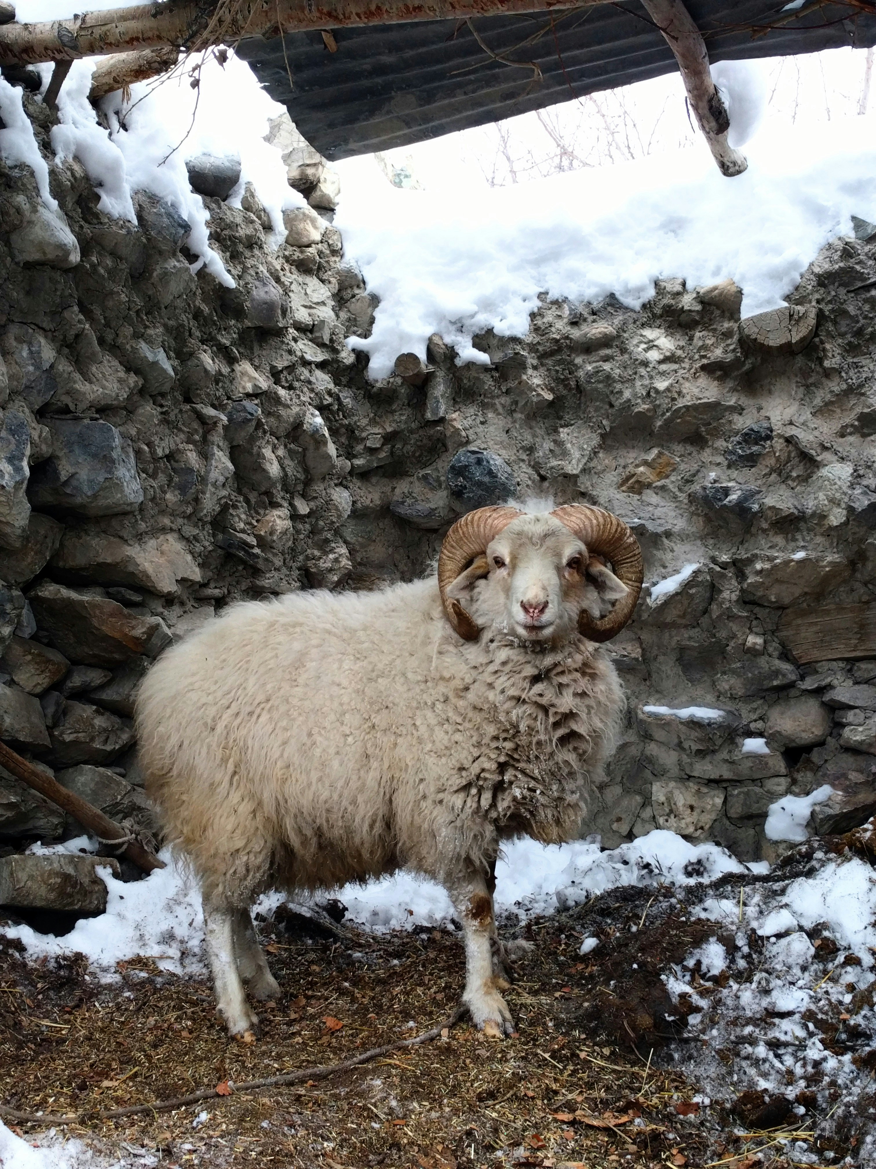 A fluffy sheep stands in a rustic stone enclosure, surrounded by snow and earthy textures. Its prominent horns and inquisitive gaze draw attention.