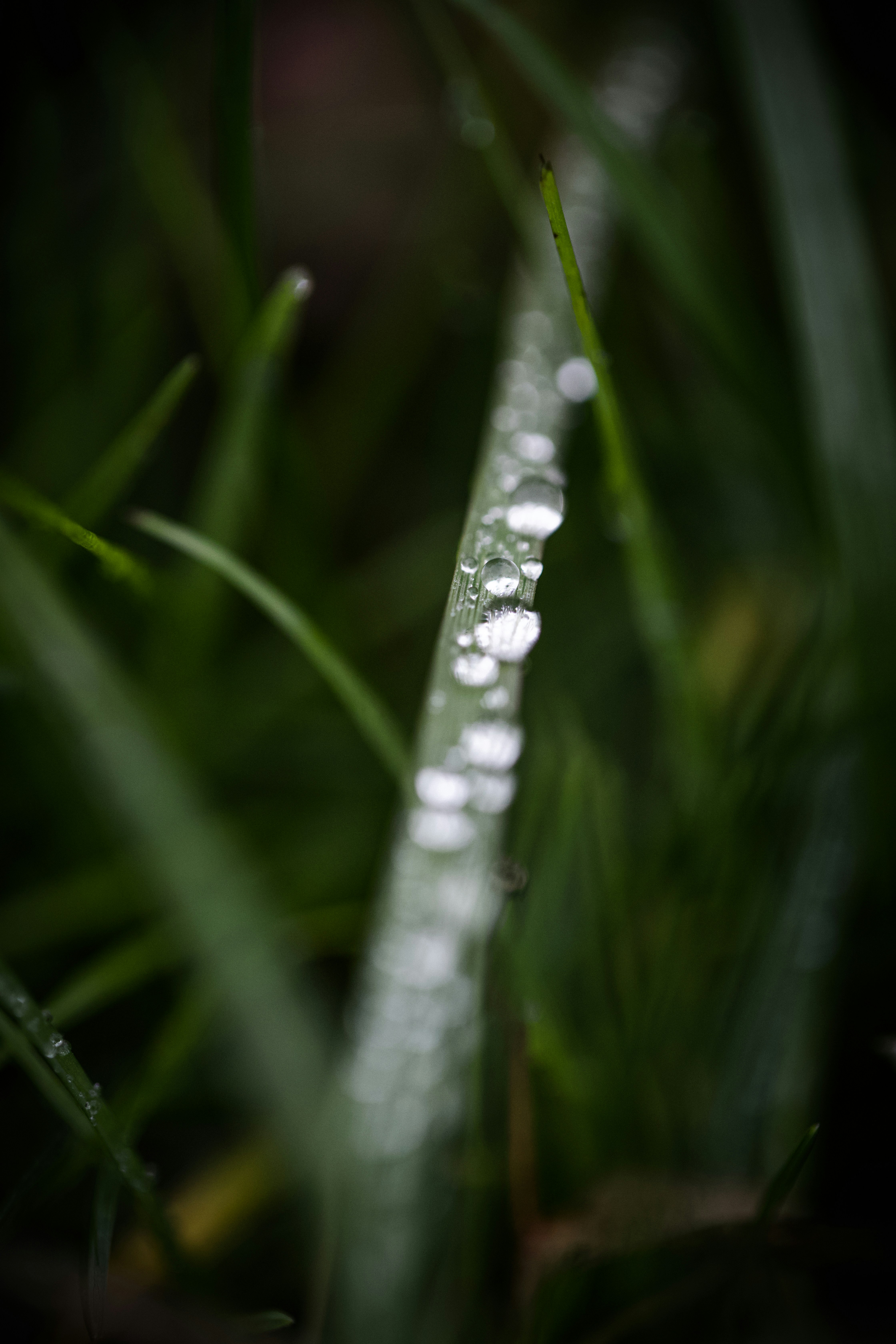 Foto Un primer plano de una brizna de hierba – Imagen Césped gratis en ...