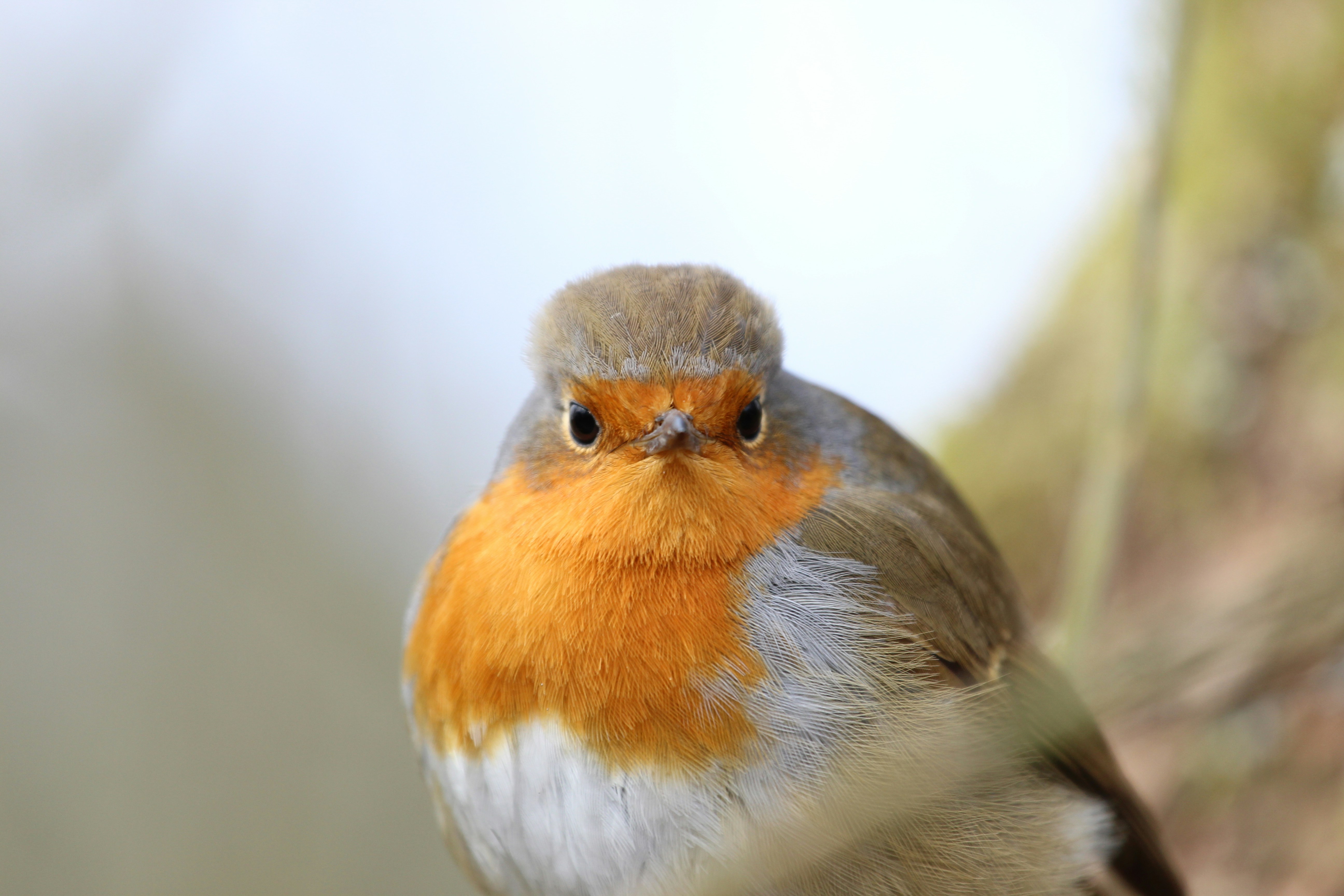 HD photo by George Howden