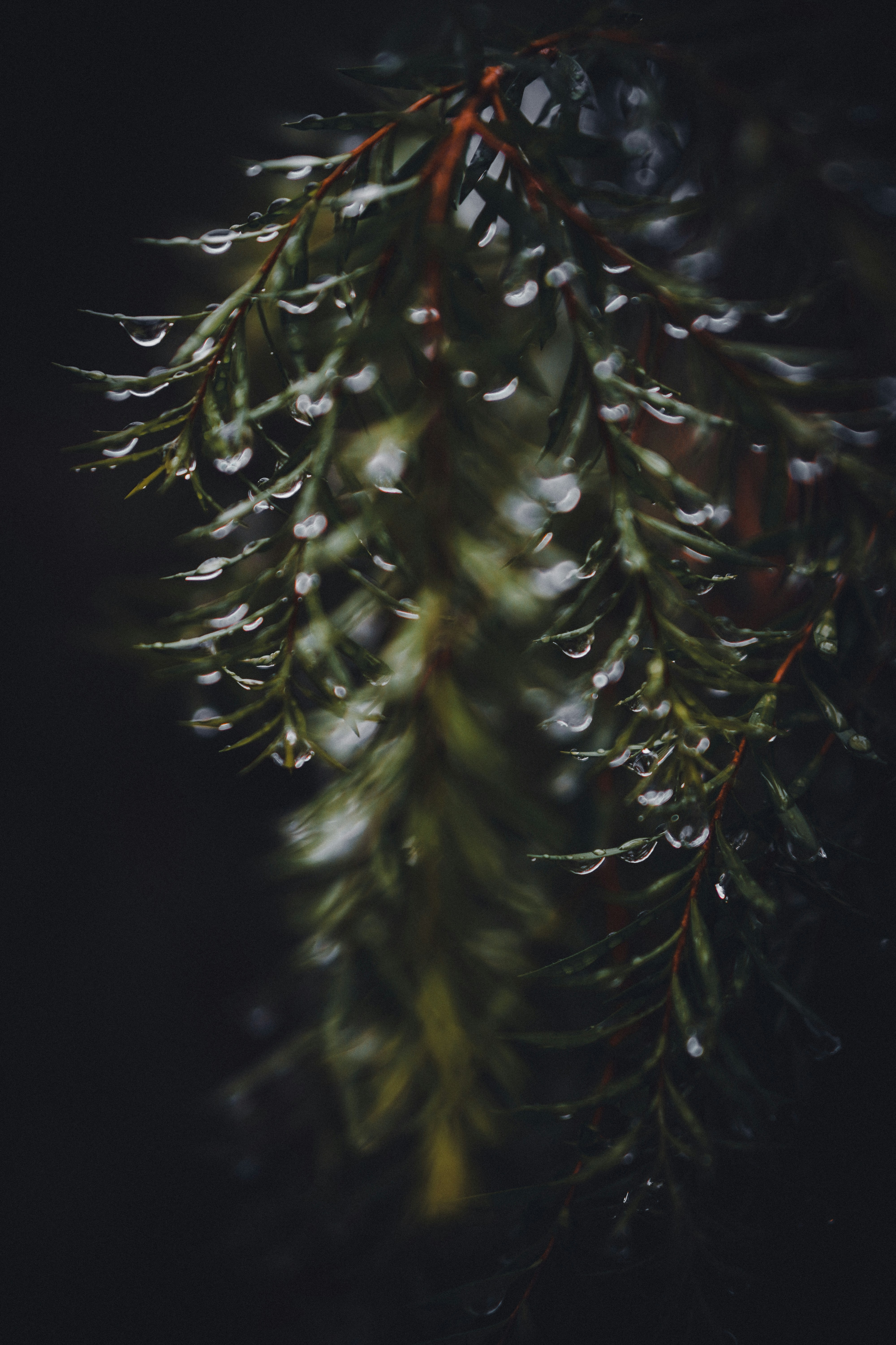 Dew-kissed Pine Fronds in a Velvet Night