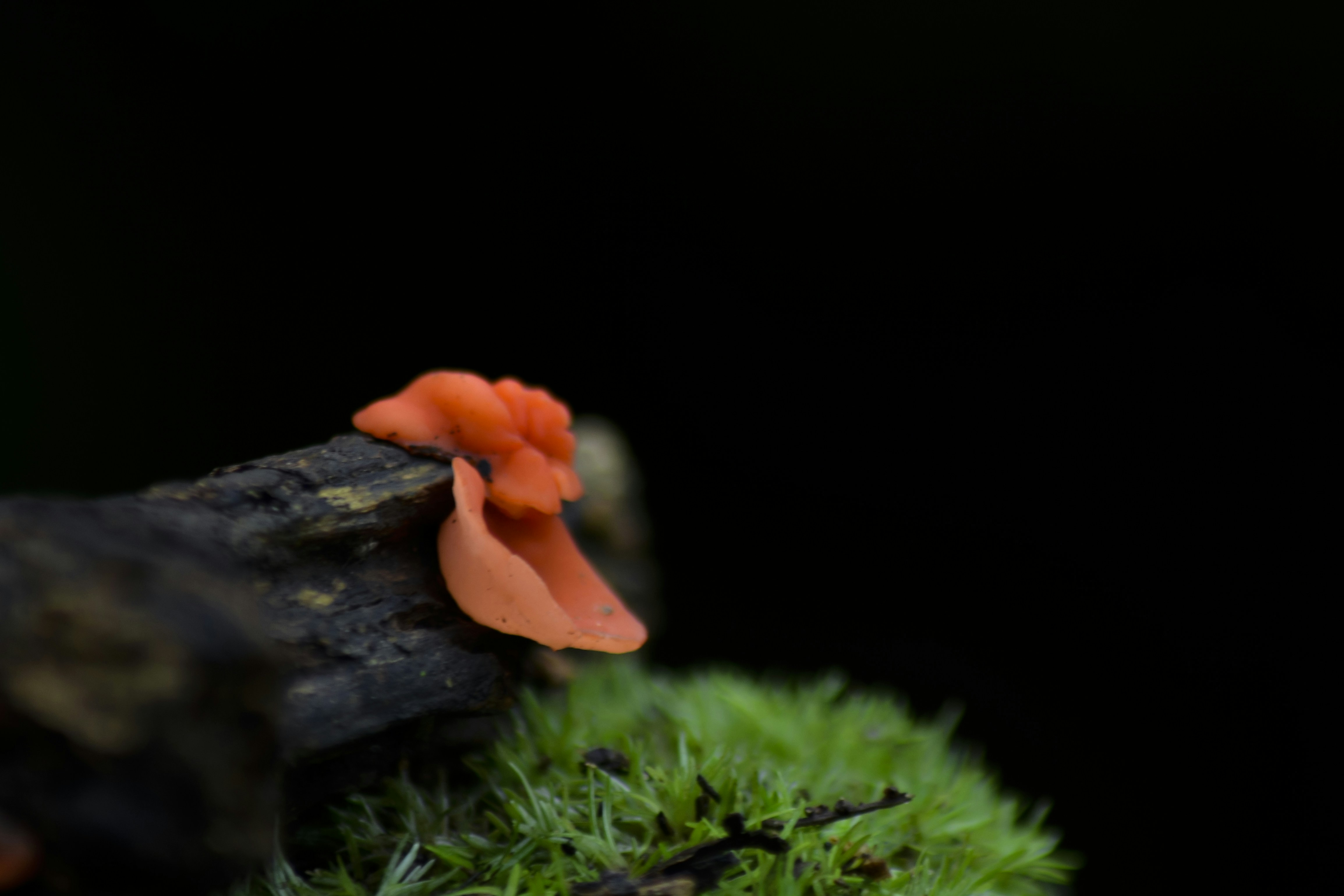 Orange Fungal Spotlight on Moss in Velvet Darkness