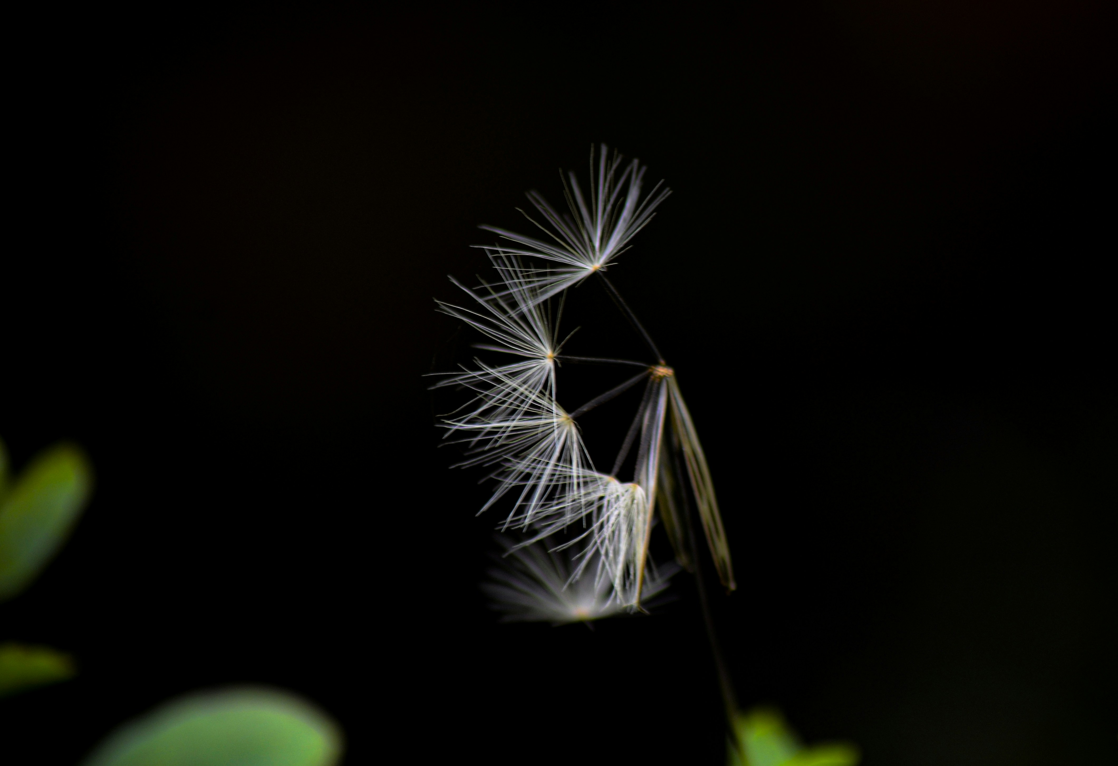 Parachute of Light: A Dandelion Seed Head in Velvet Night