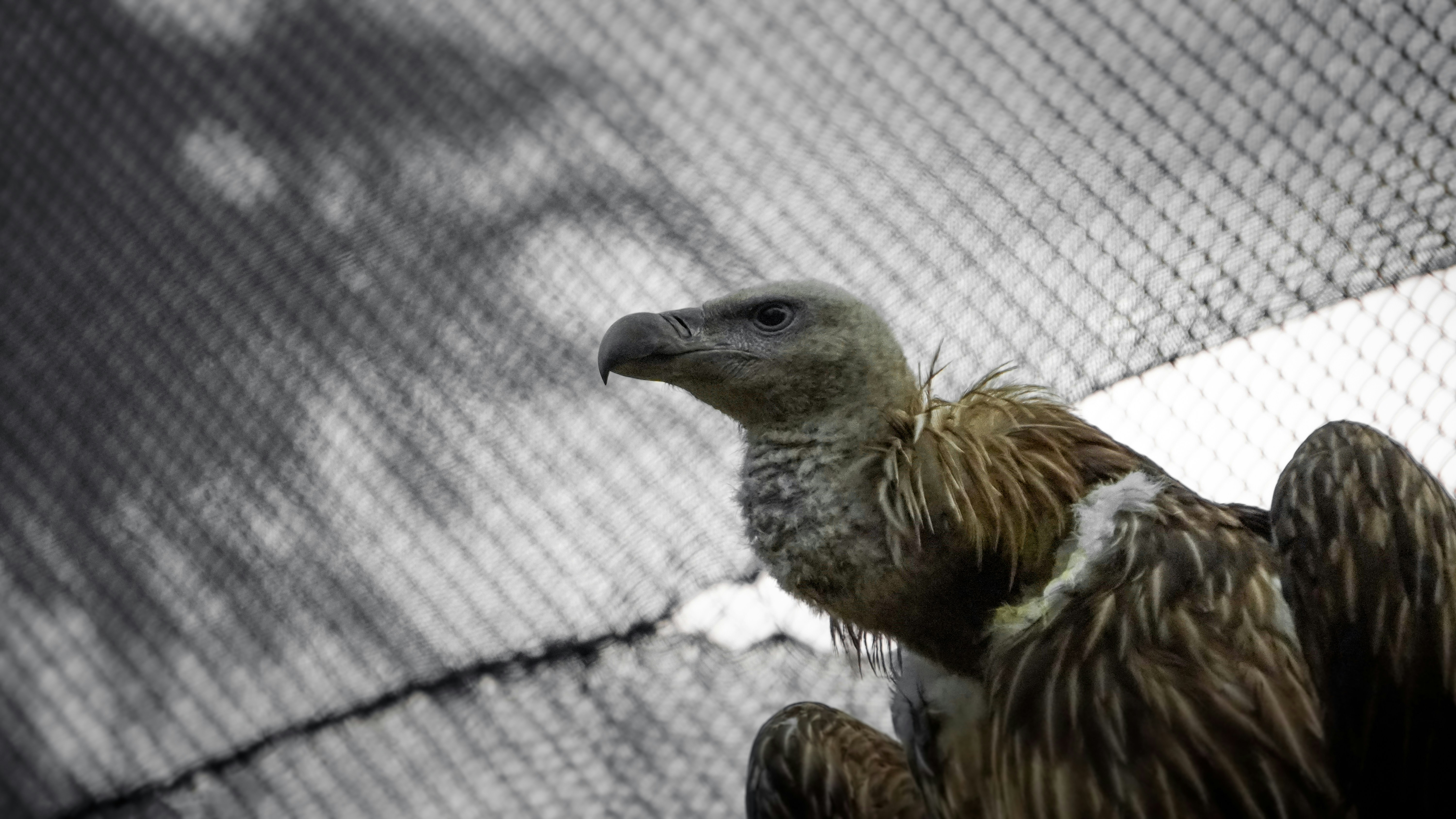 Wire-frame Watcher: A Seabird Gaze Through the Mesh