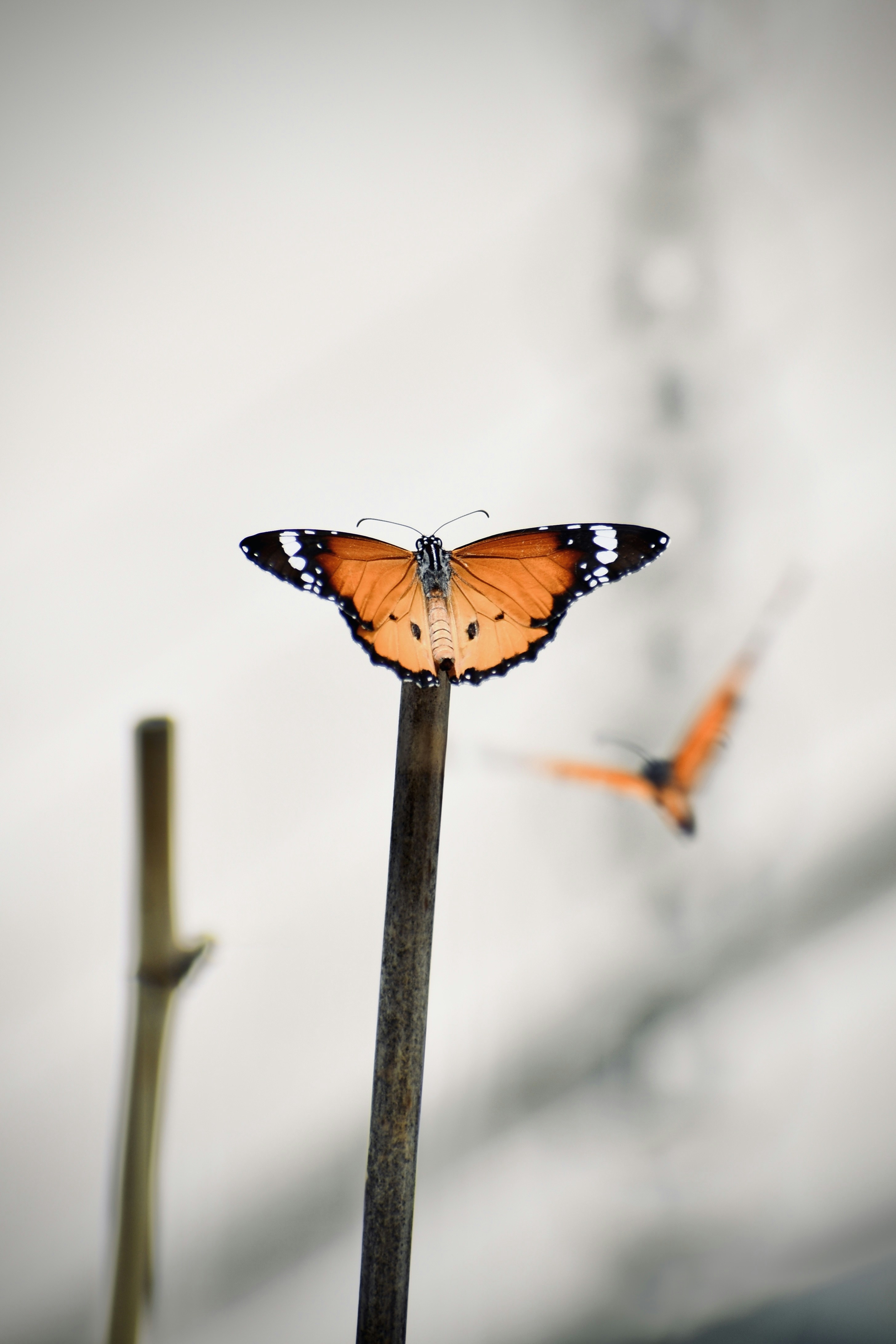 Free Butterfly Image on Unsplash