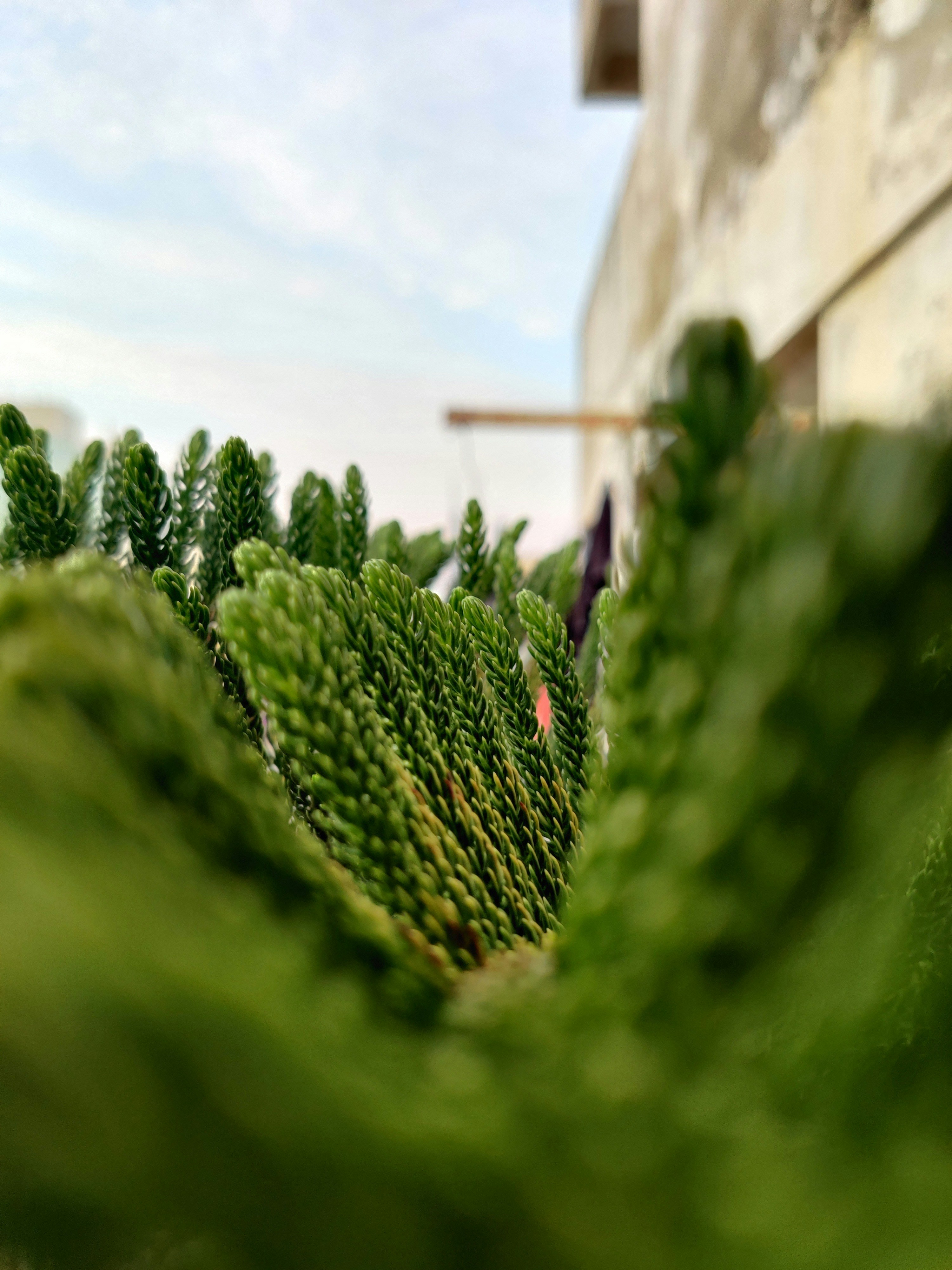 Close-up of lush green succulent-like leaves forming a natural ridge, with a blurred background hinting at a garden scene.