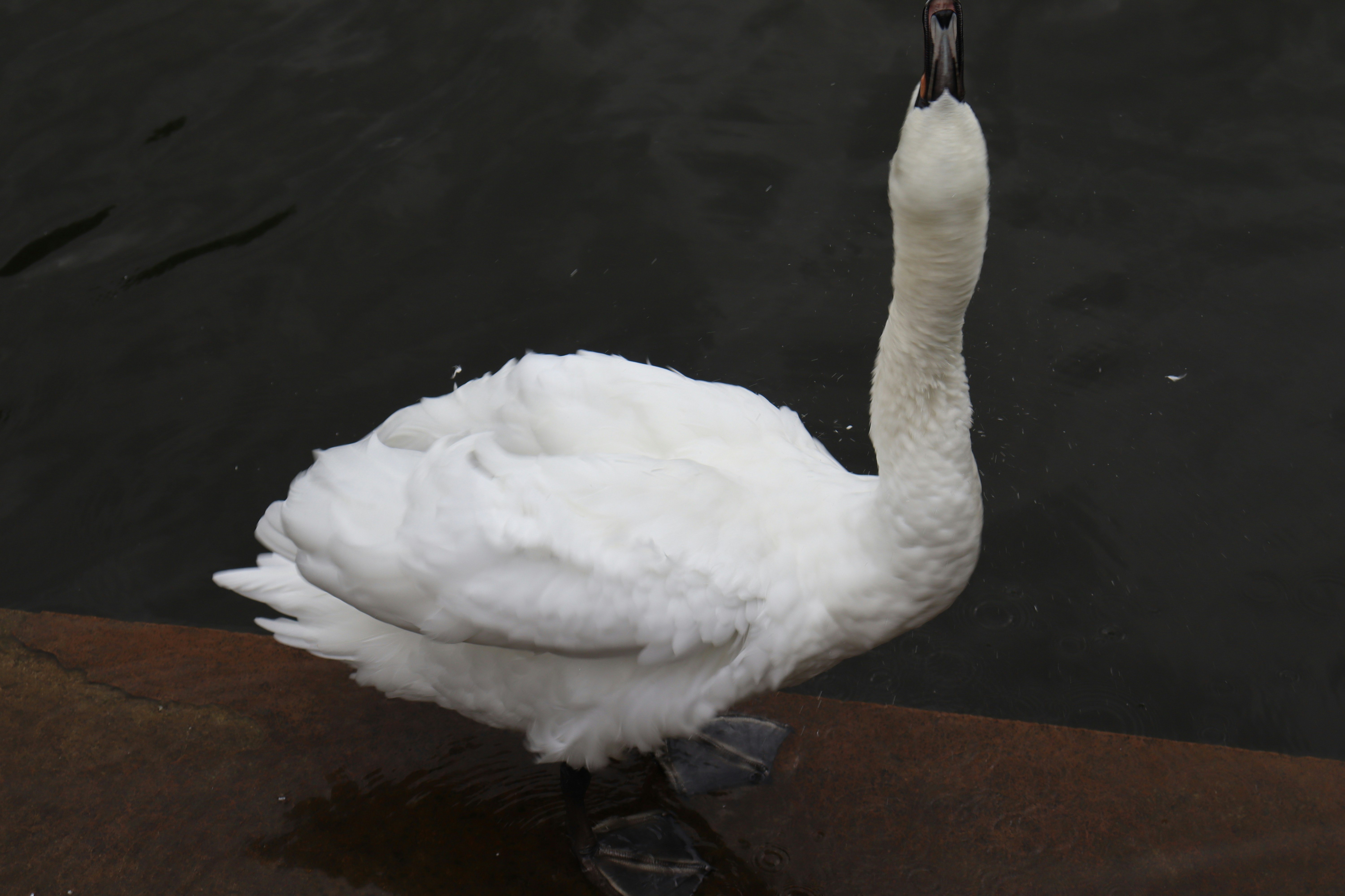 Gliding Grace: White Swan Poised Along a Weathered Quay