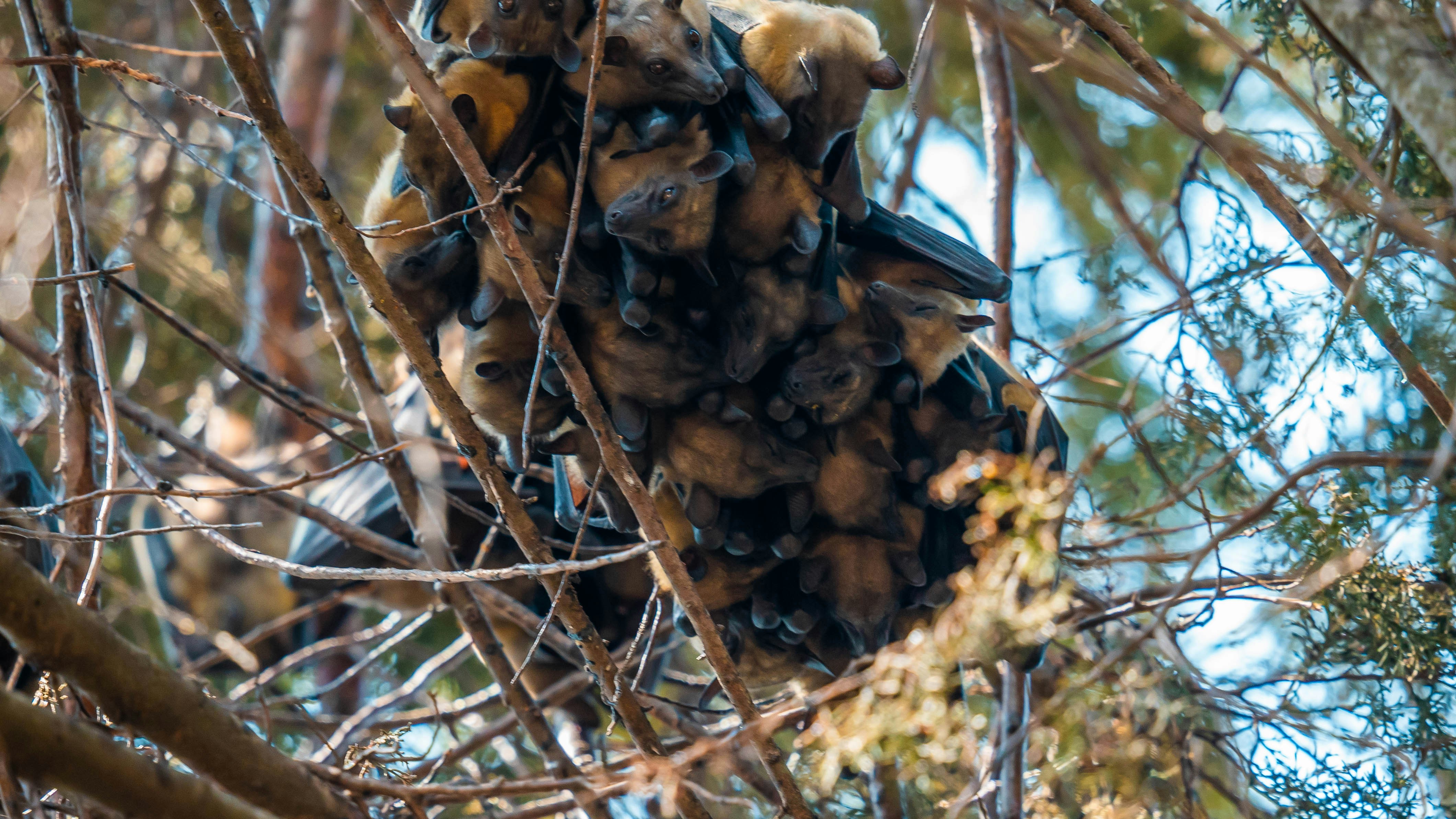 A group of bats in a tree photo – Free Uganda Image on Unsplash