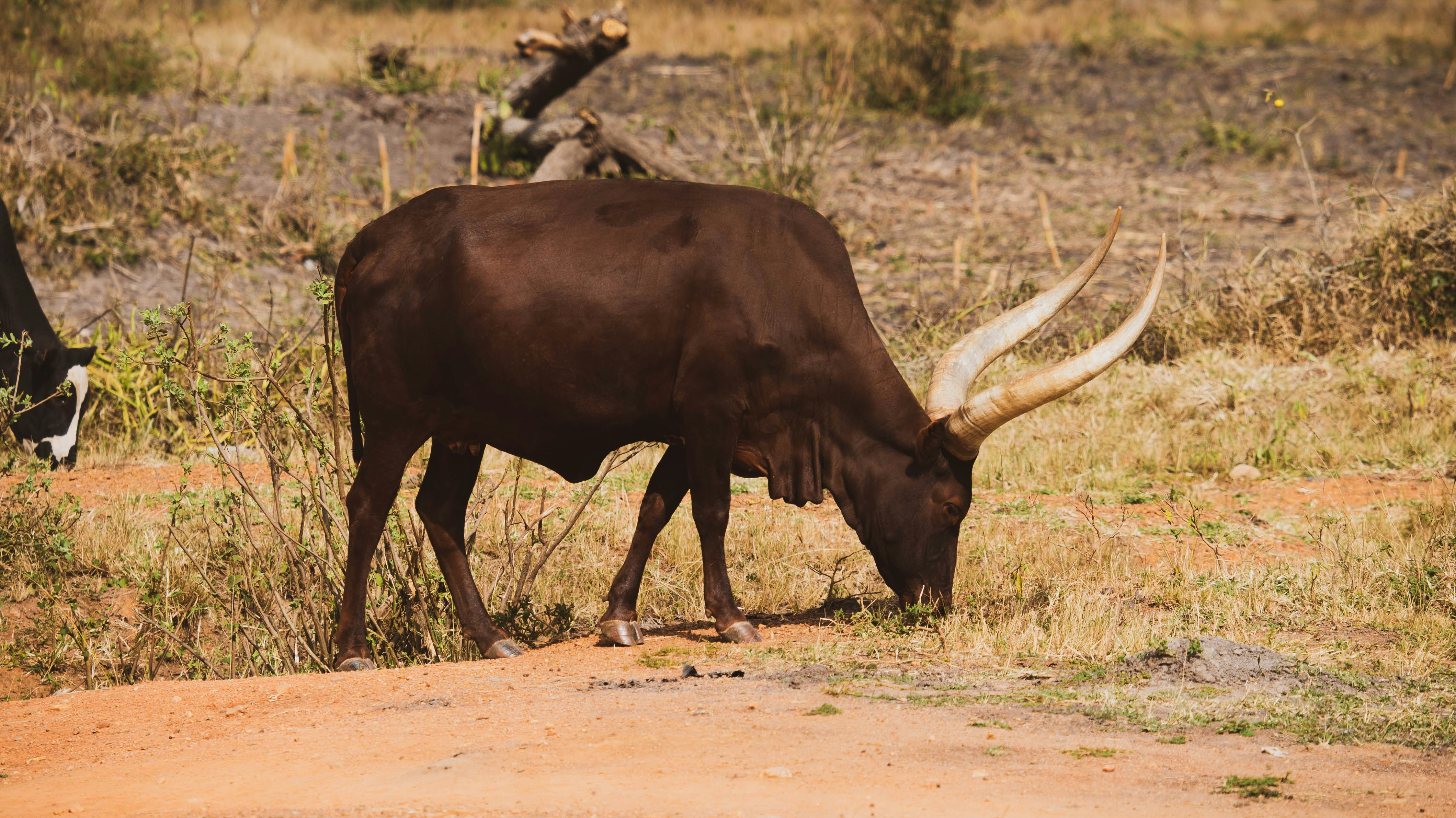 Horns in the Heat: Wildebeest Grazing on a Sun-Washed Savanna