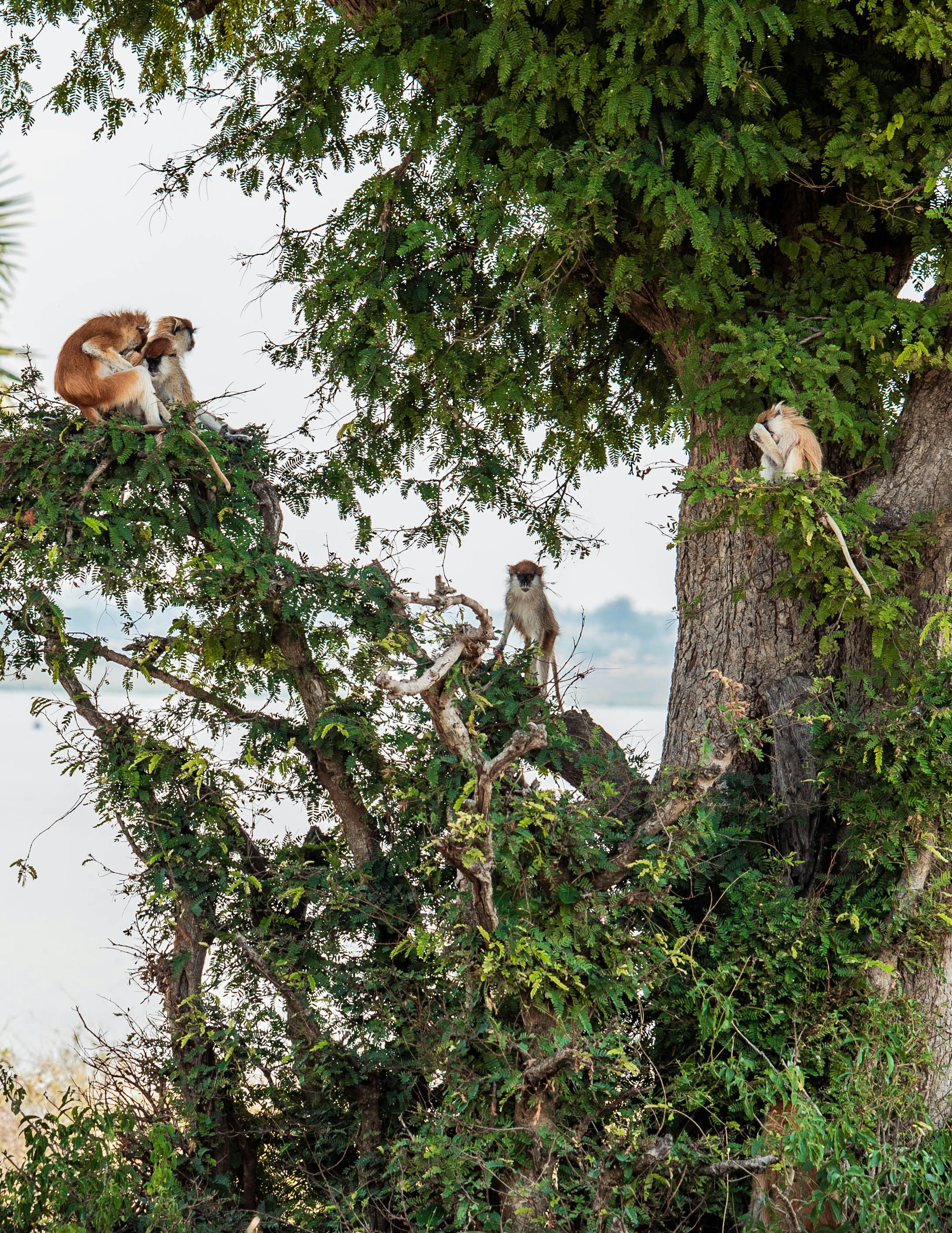 A group of monkeys in a tree photo – Free Backgrounds Image on Unsplash