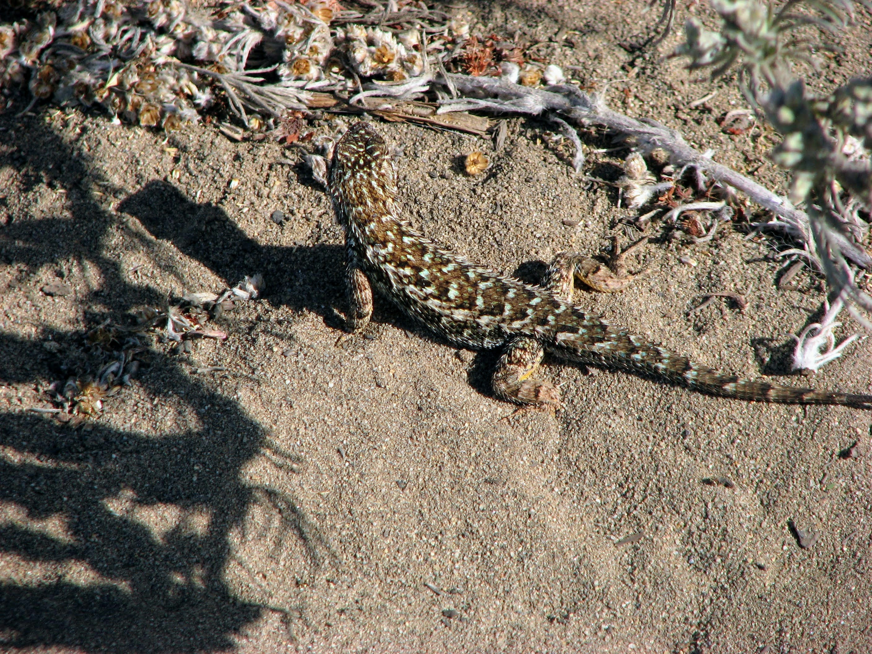 Close-range photograph of a desert lizard crawling across sandy soil with dry branches casting shadows.