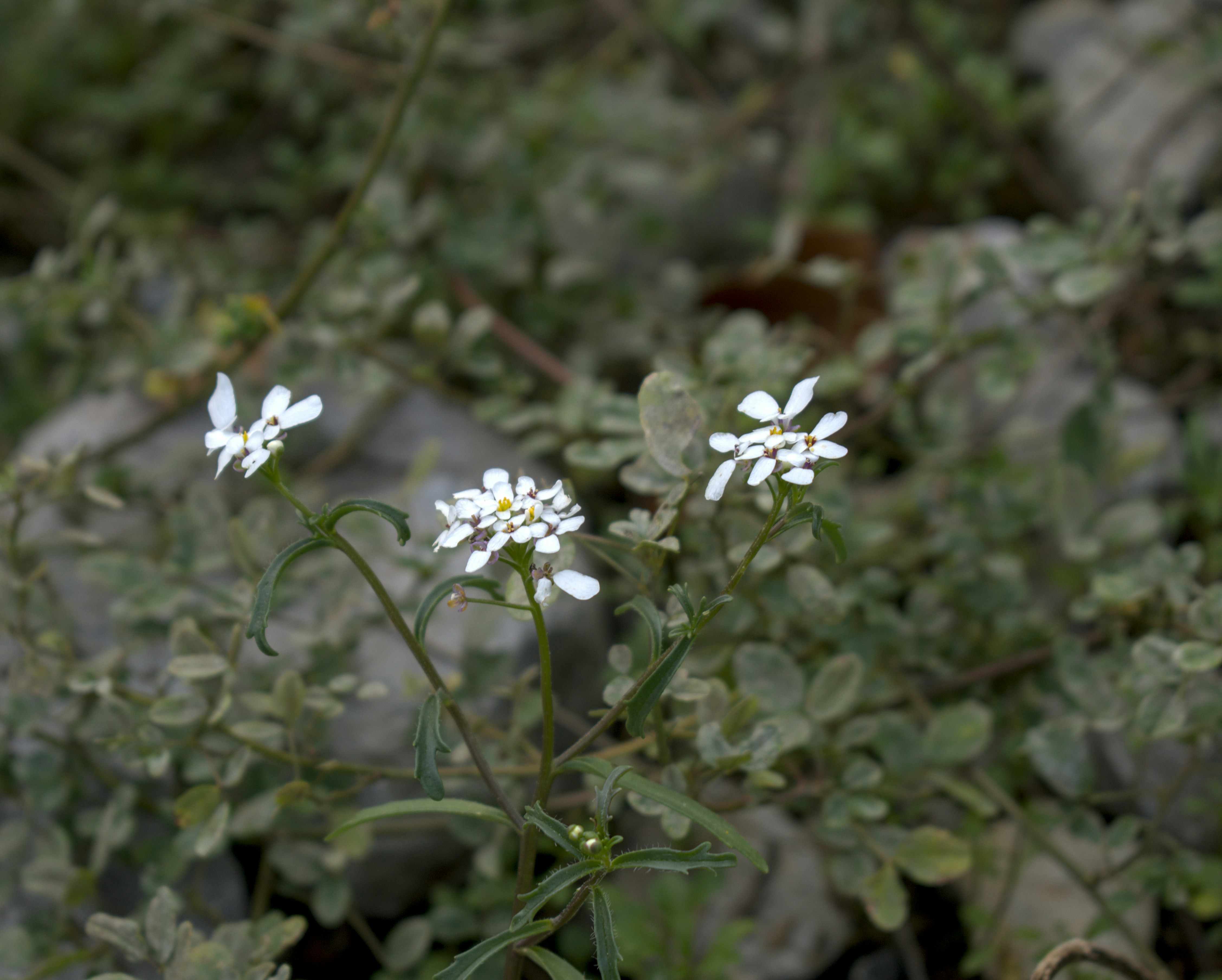 Delicate white clusters threading through mossy undergrowth