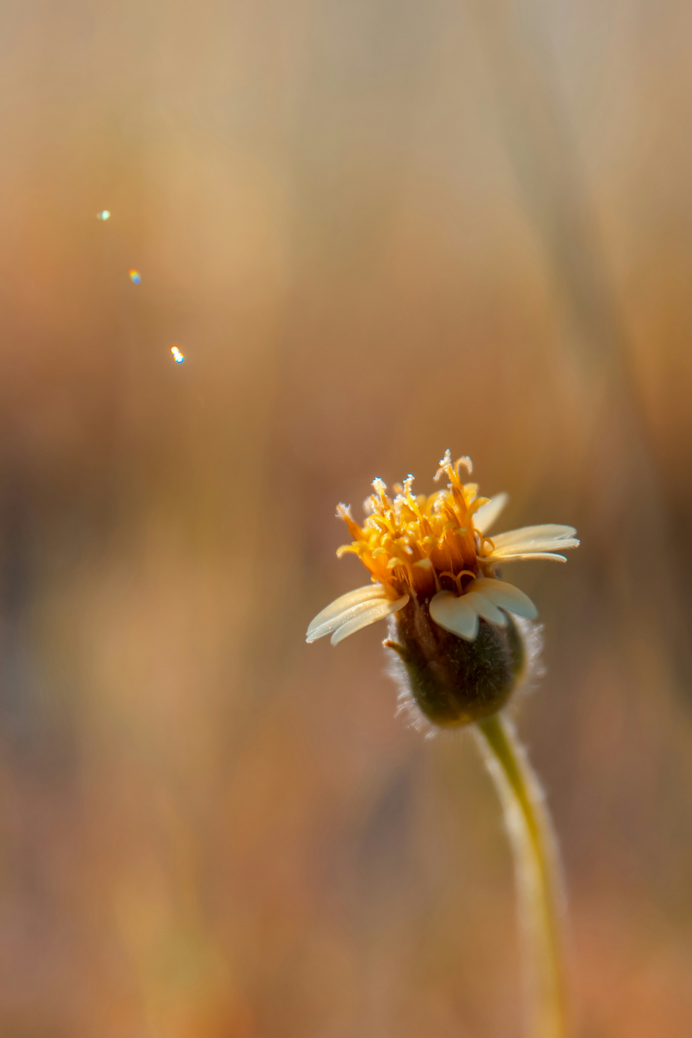 A close up of a flower photo – Free Ambuklao dam Image on Unsplash