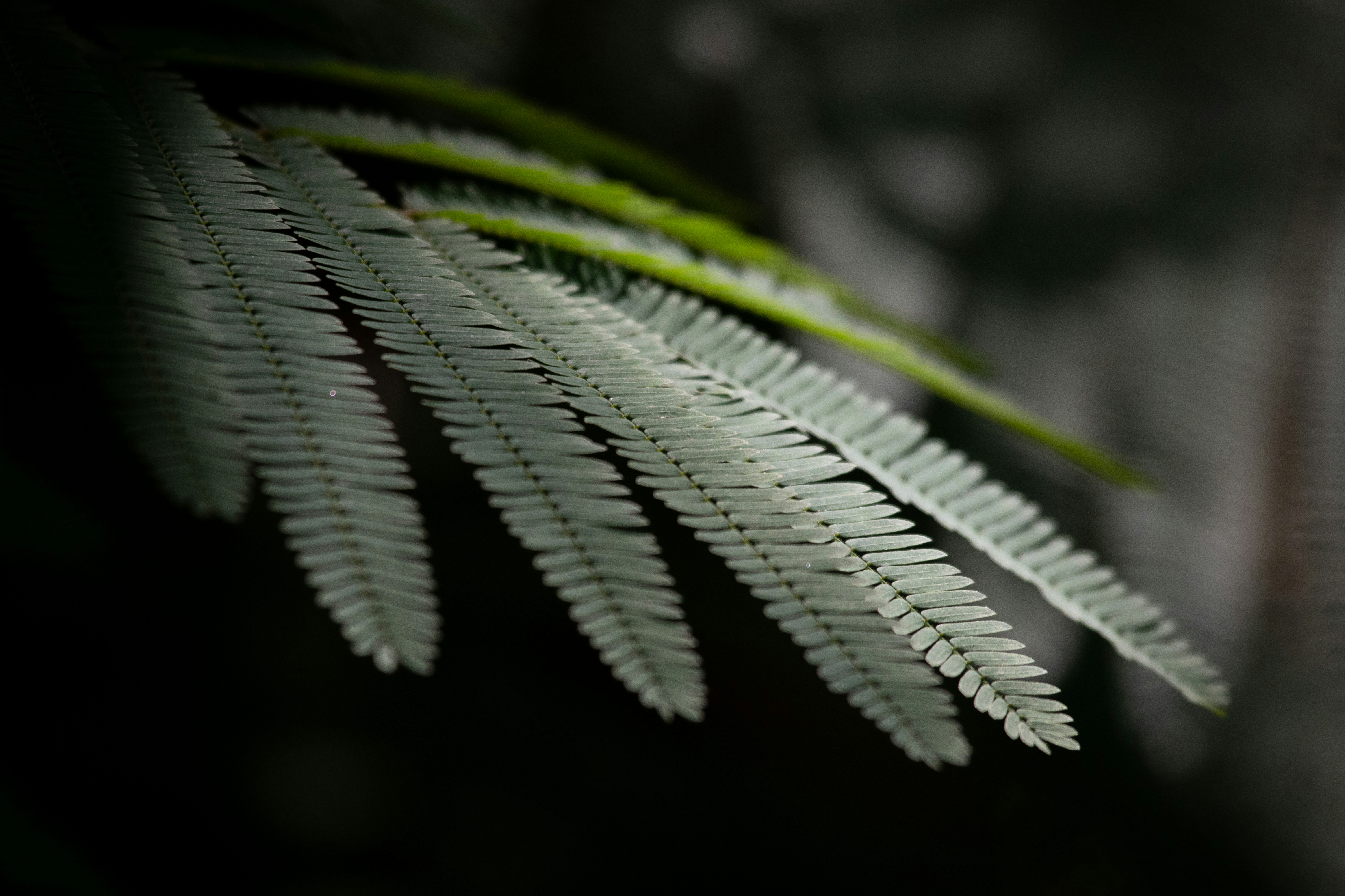 Whisper of the Jungle Canopy