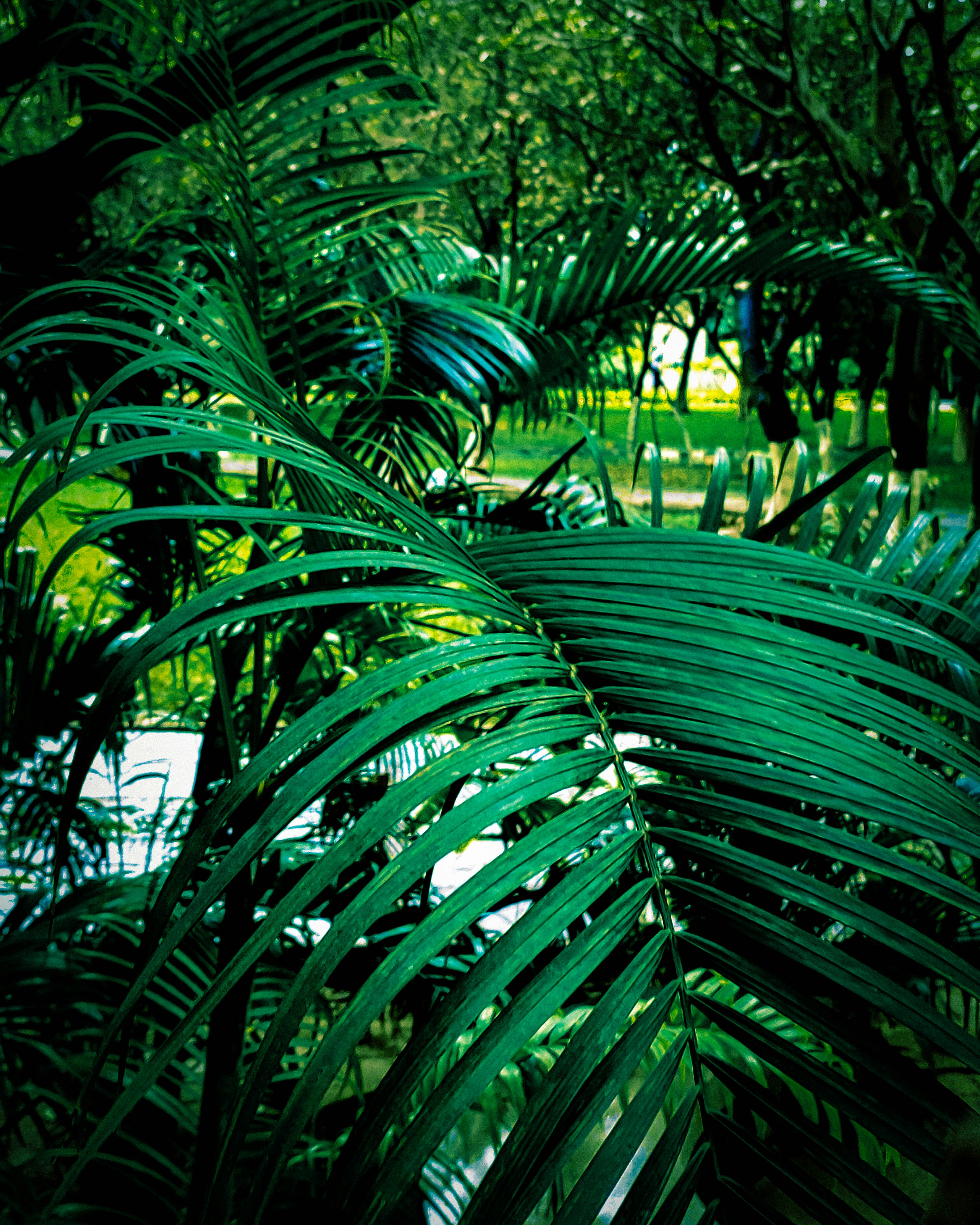 Verdant Veil: A Dense Corridor of Palm Ferns in Afternoon Light