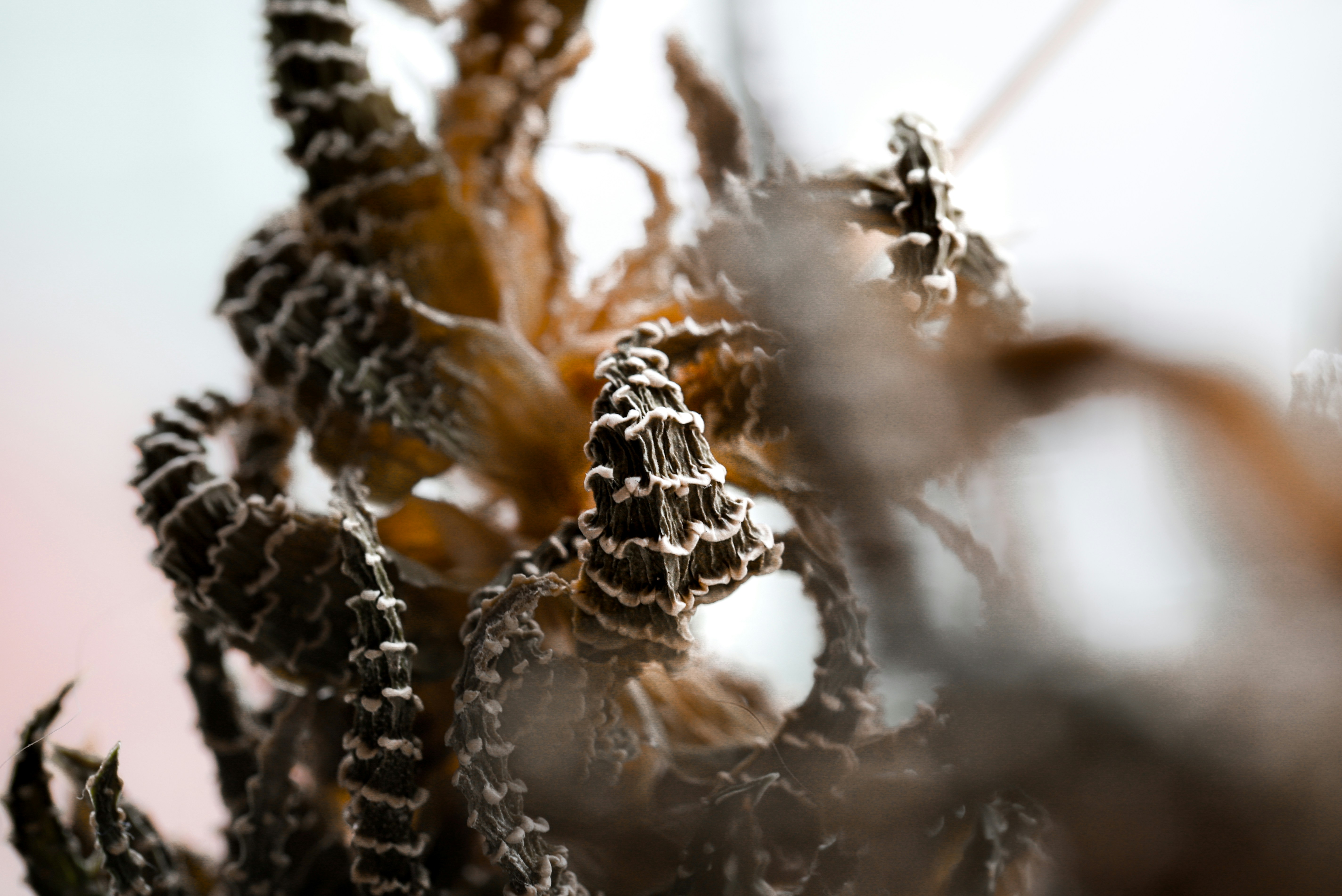 Frost-Lace on Seed Heads: A Macro Portrait of Winter Texture
