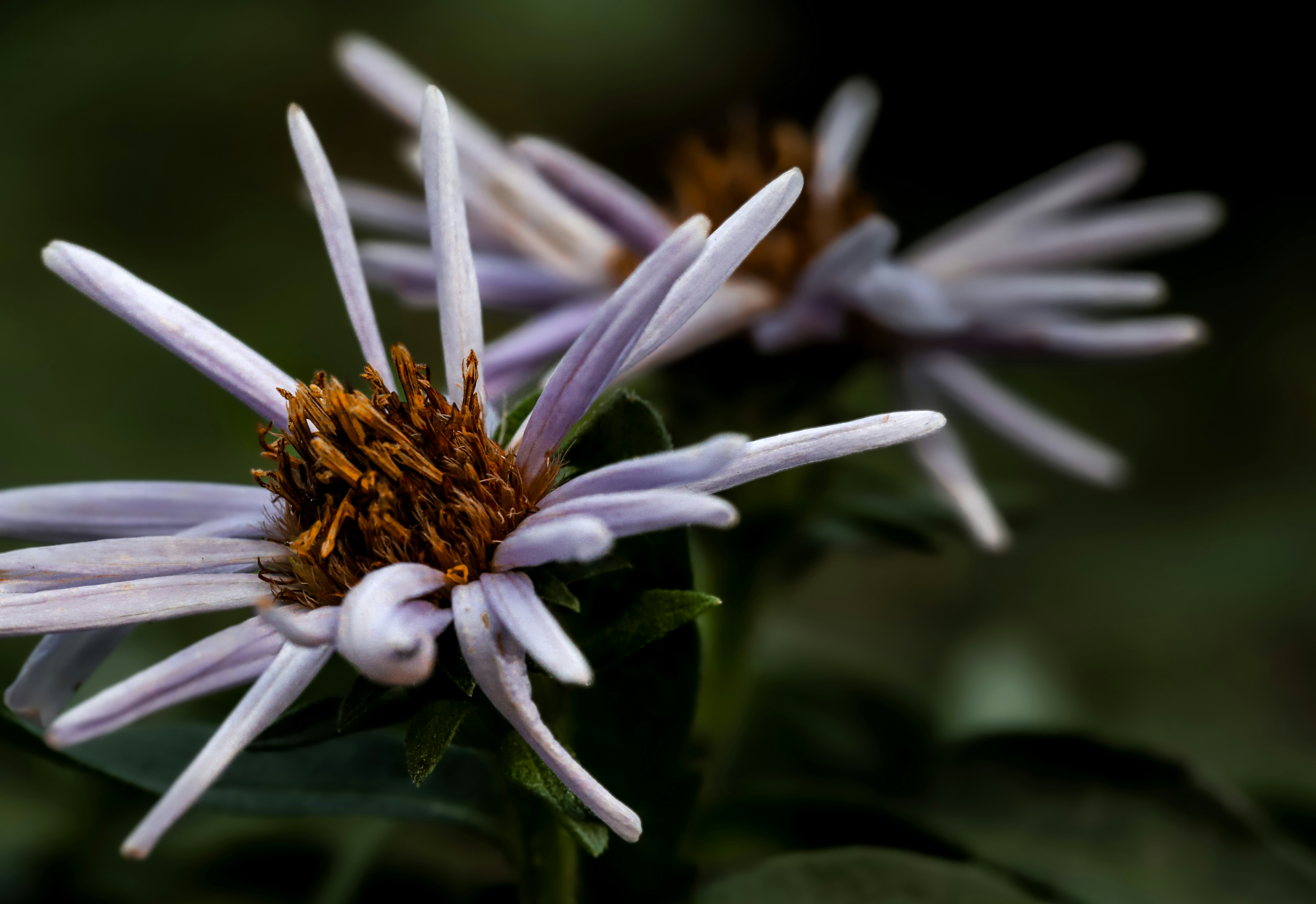 Petals in Focus: A Close Glow on Morning Bloom
