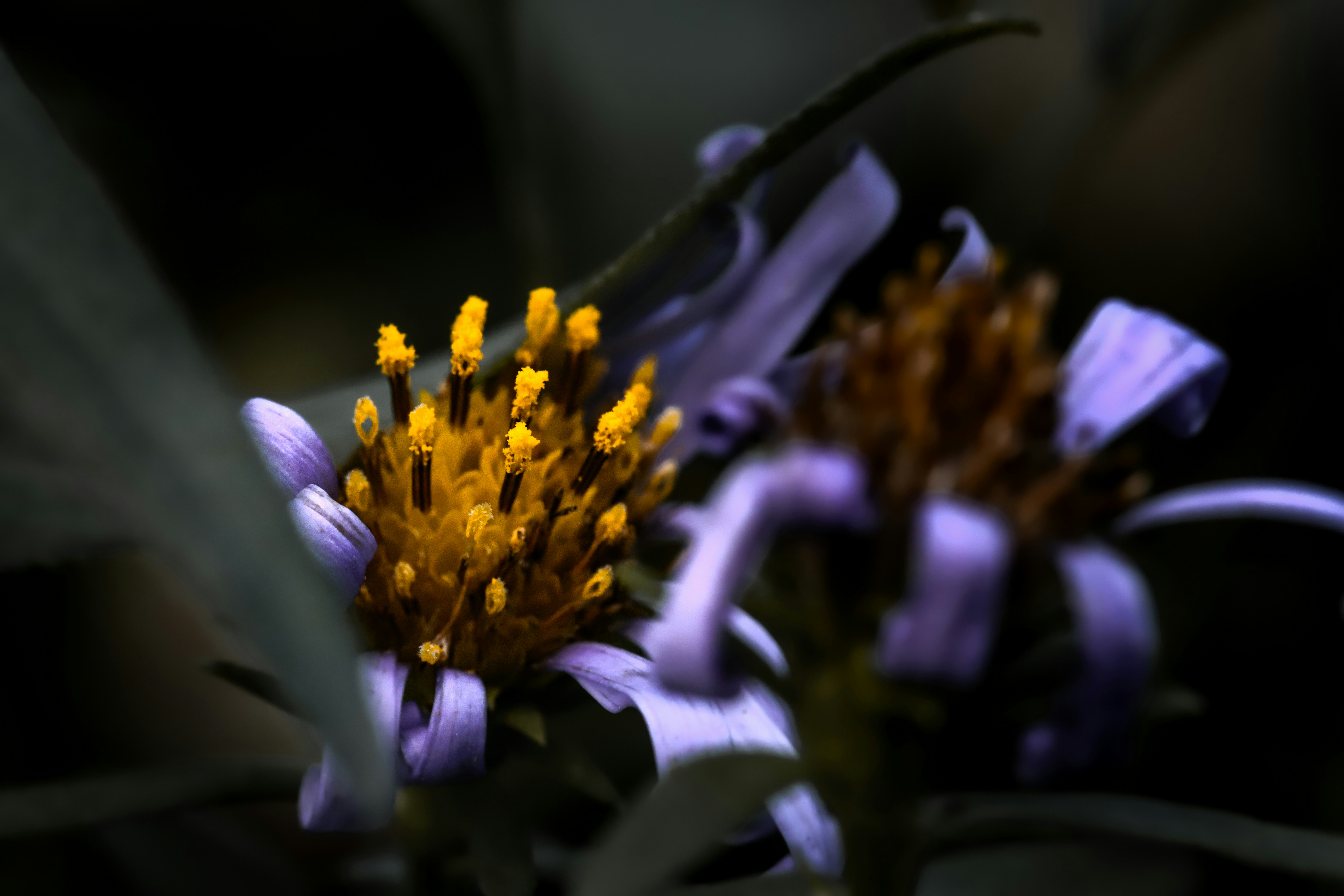 Whispered Purple: Macro Portrait of Yellow Stamens in Shadow