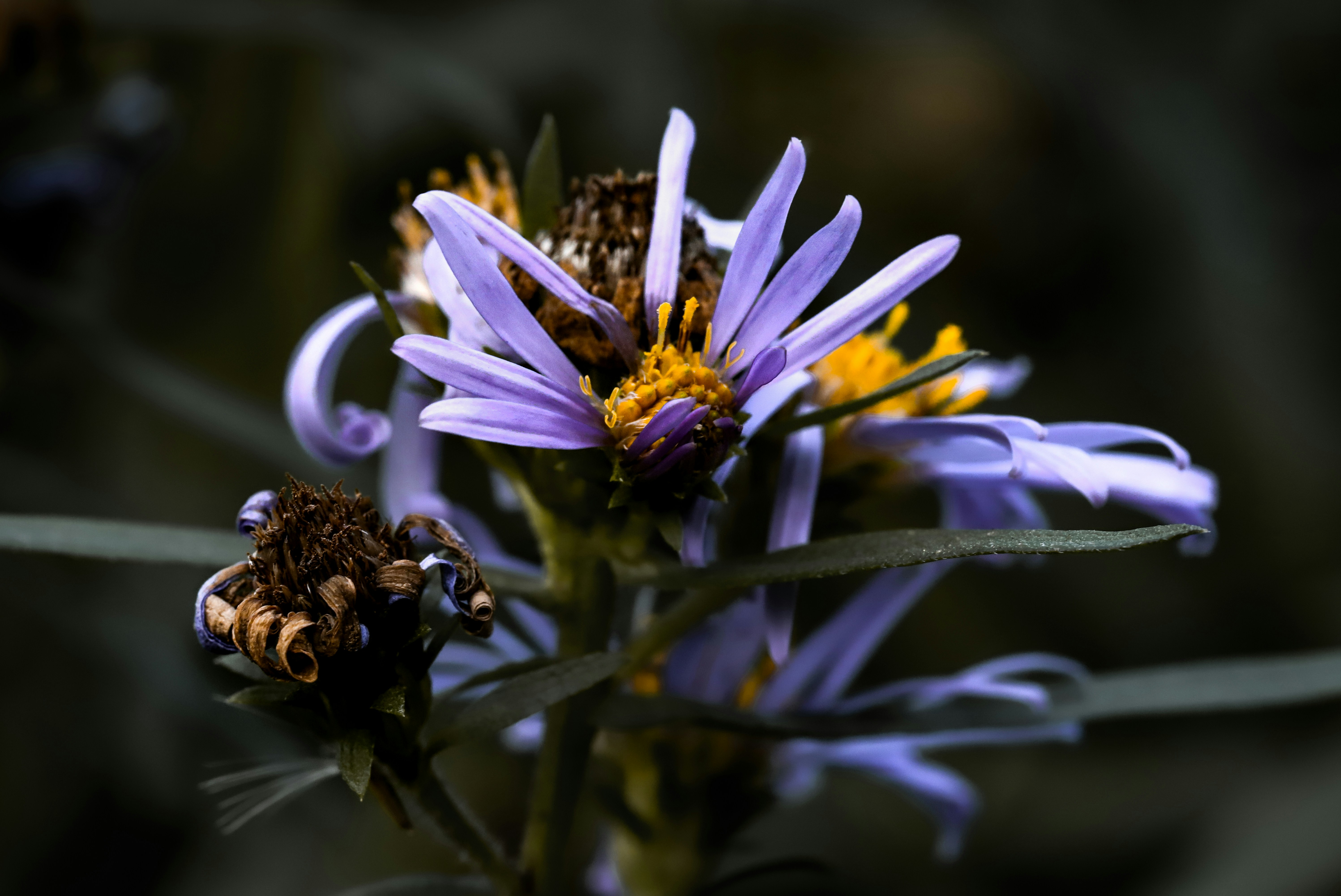 Purple blossoms in focus against a moody garden backdrop