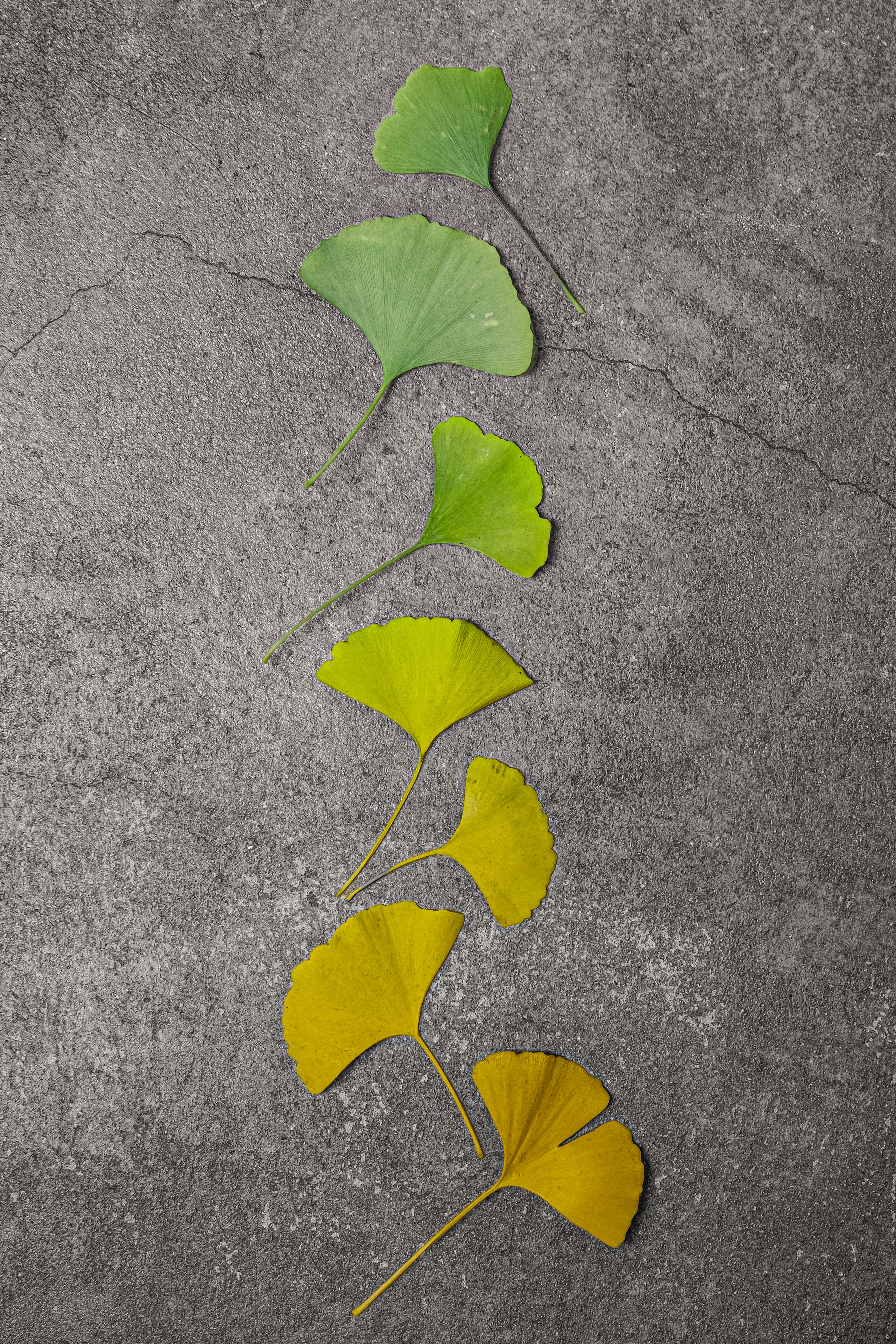 Map photo – Free Ginkgo leaves Image on Unsplash