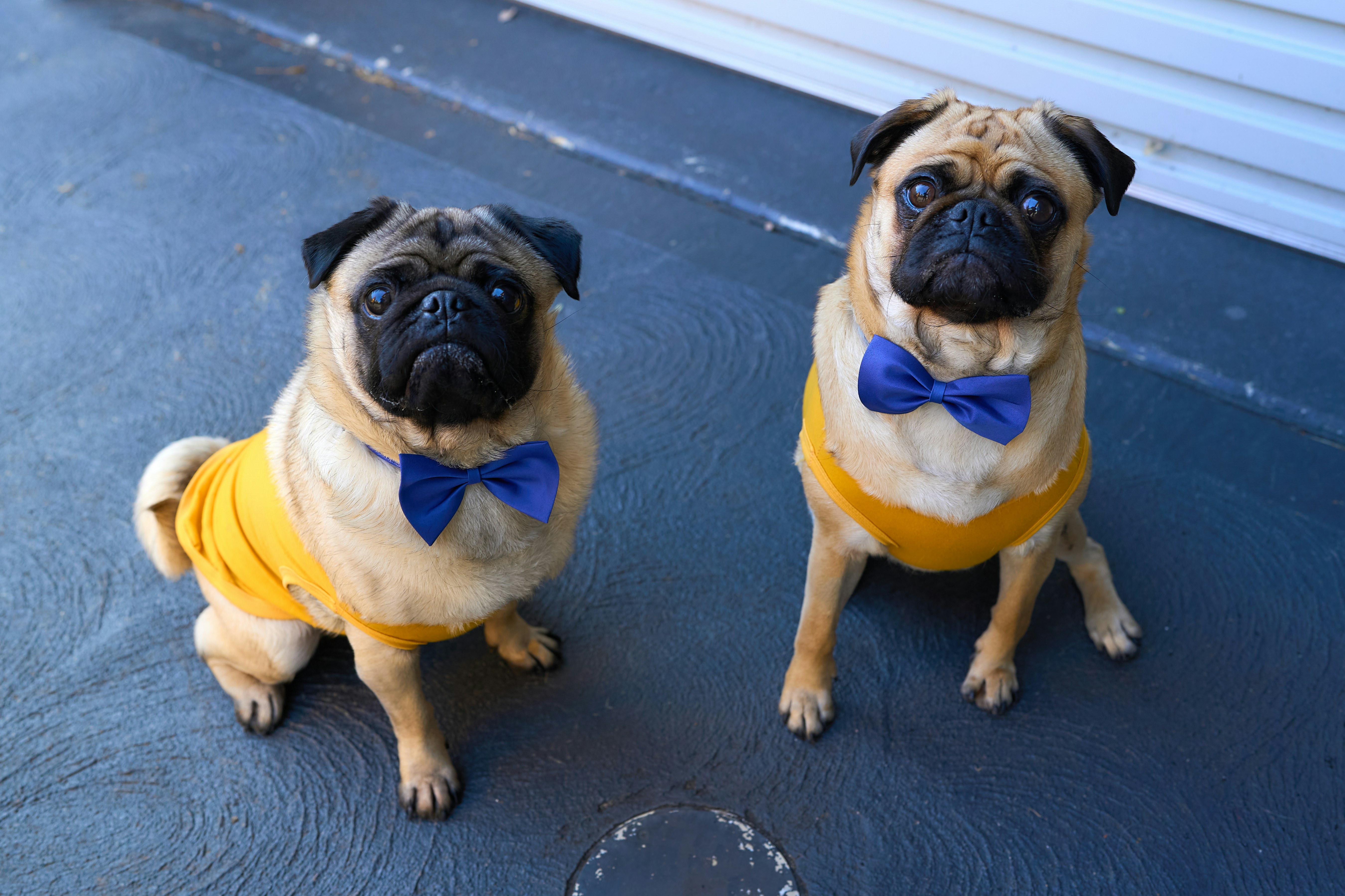 ベストを着た2匹の犬の写真 – Unsplashの無料不思議の国のアリス写真