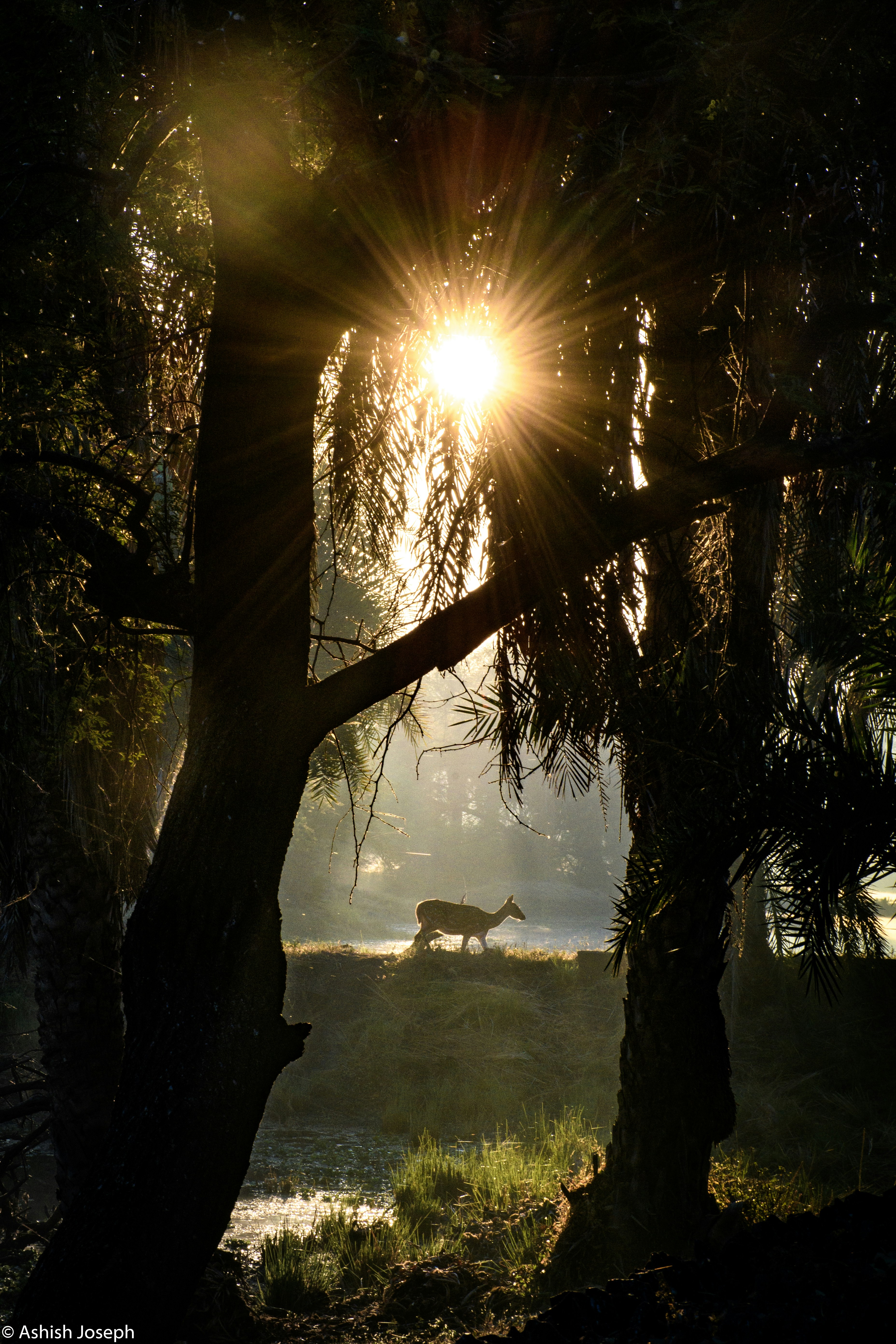 Golden Sunrise Over a Grazing Mare in a Forest Choir