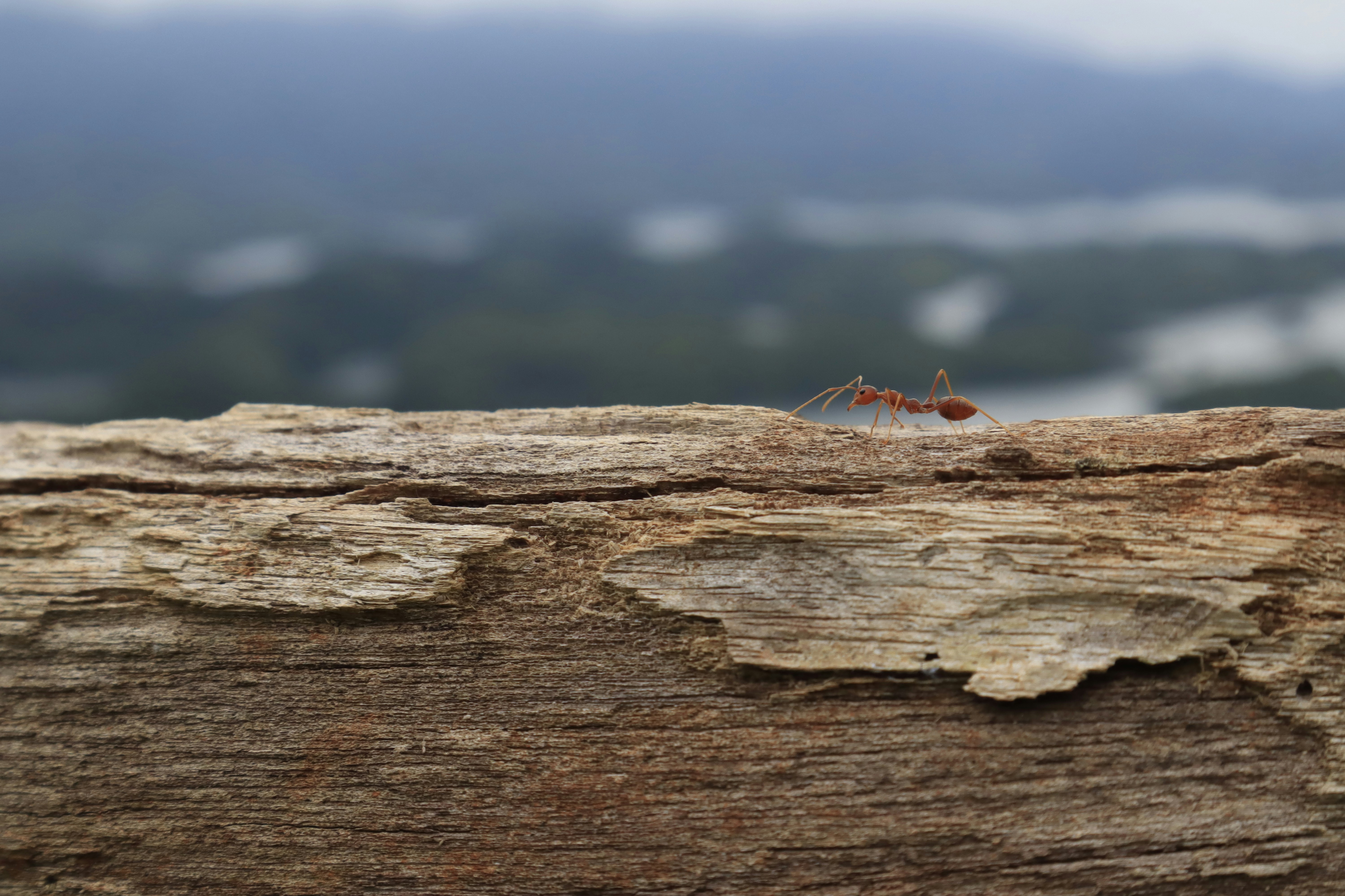 Ant at the Log's Edge: A Macro Portrait of Texture and Focus