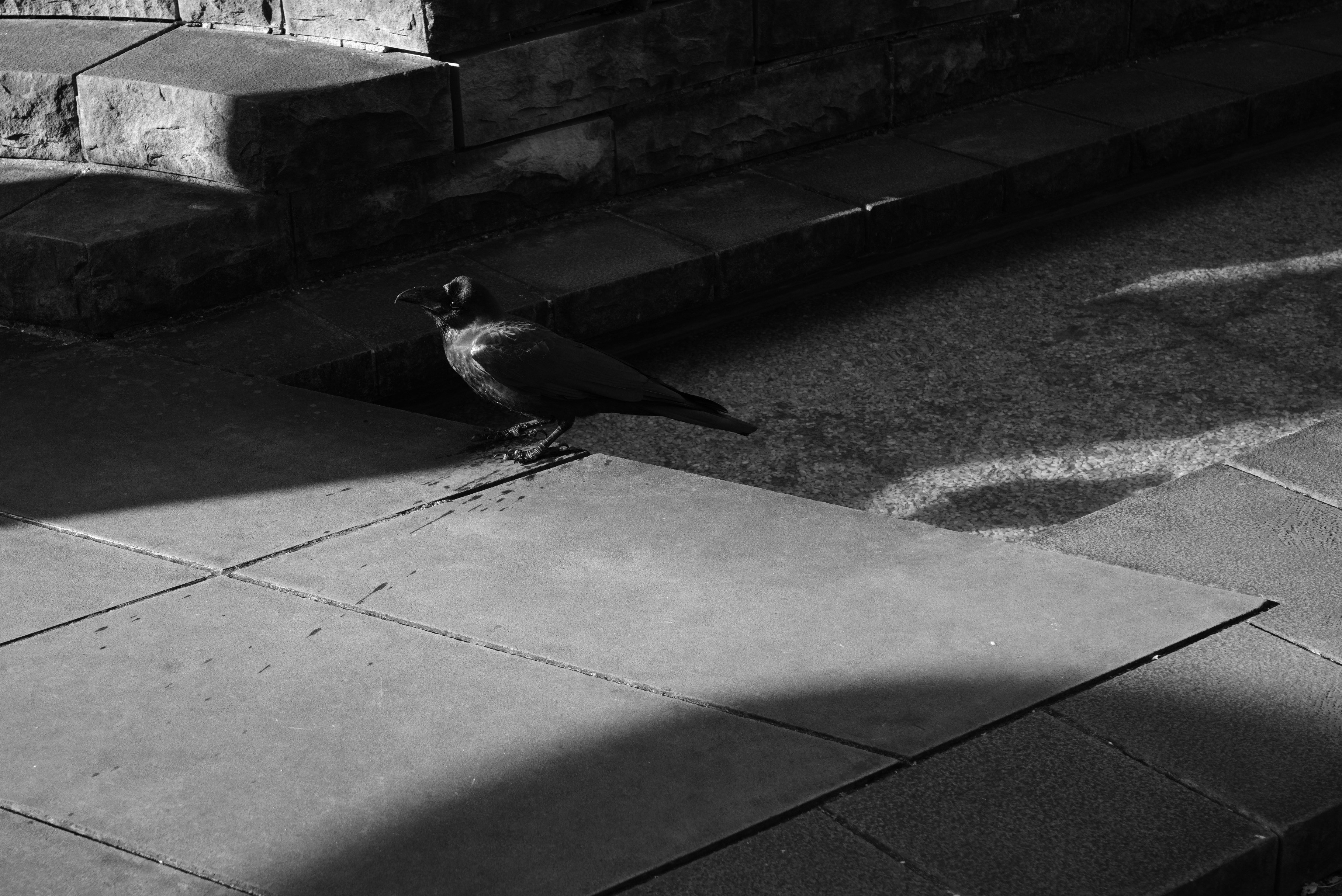 Pigeon in the Shade: Geometry and Silence on Stone Steps