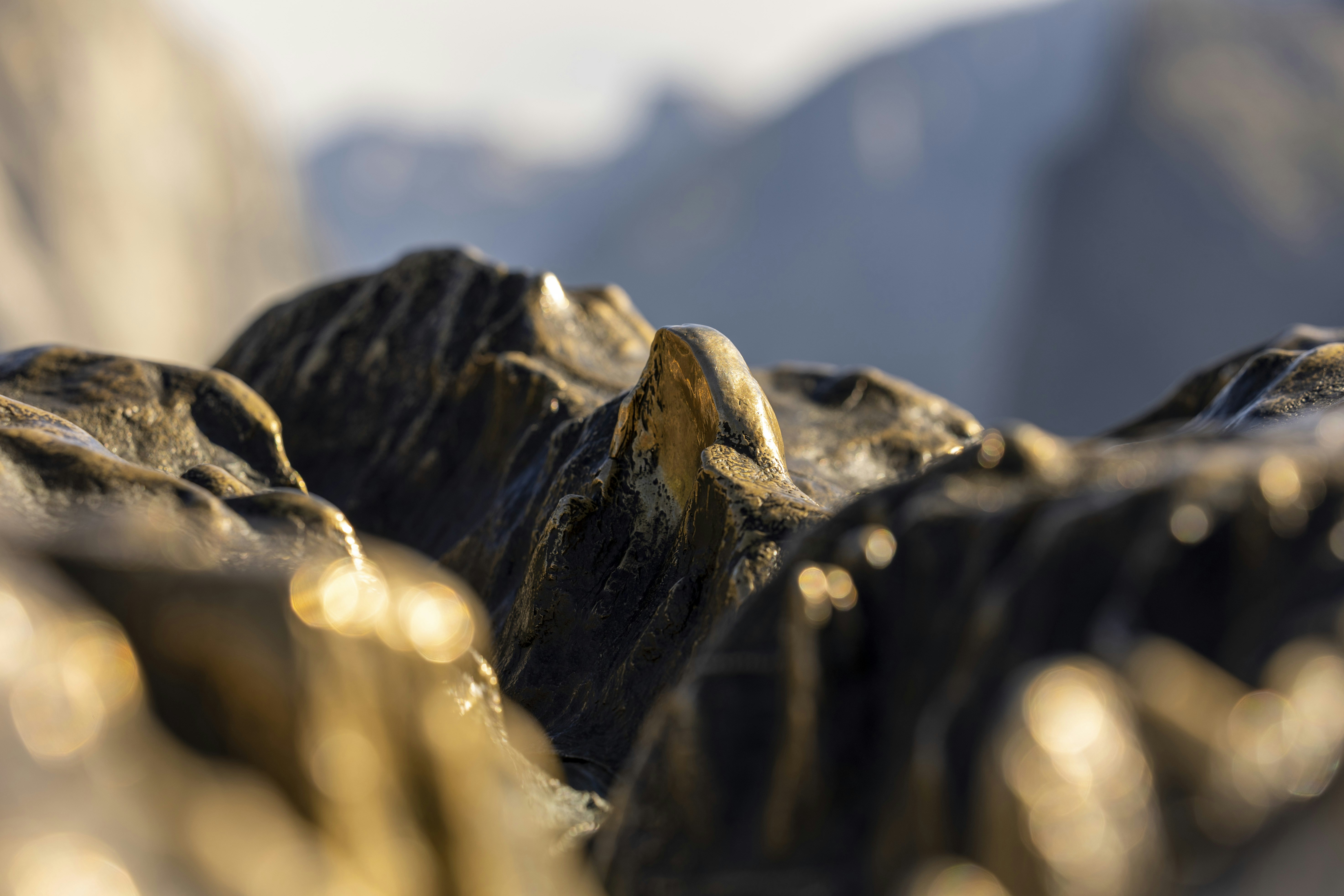 A close up of a snake photo – Free Yosemite national park Image on Unsplash