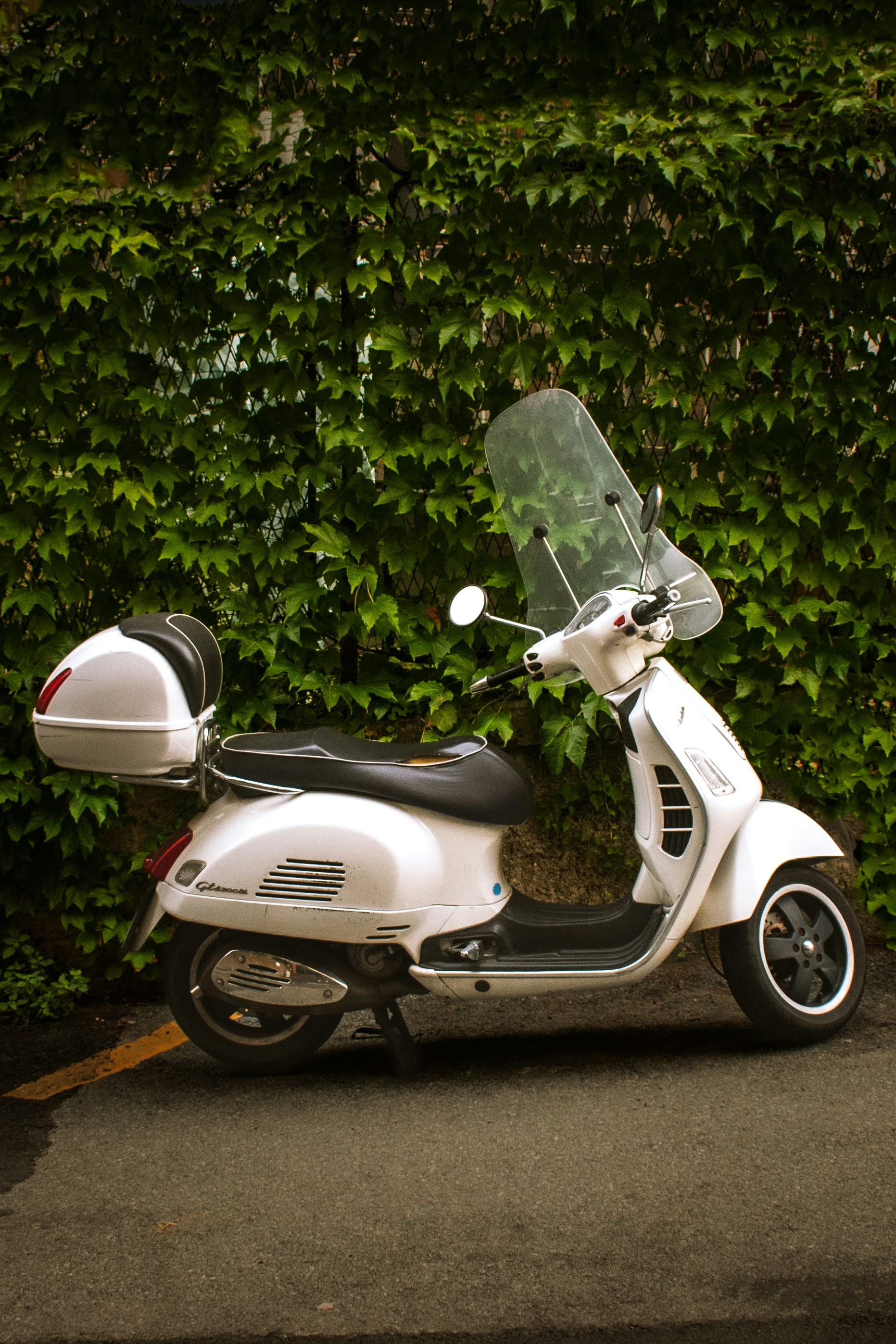 Vespa Portrait Before an Ivy Curtain