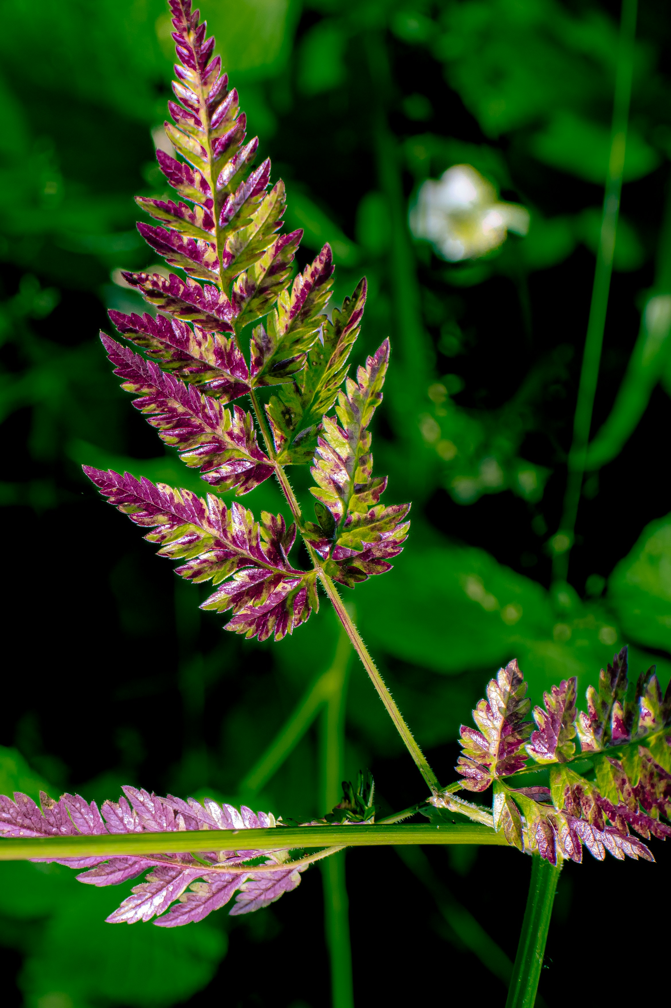 Crimson-Fringed Ferns Against Velvet Green Backdrop