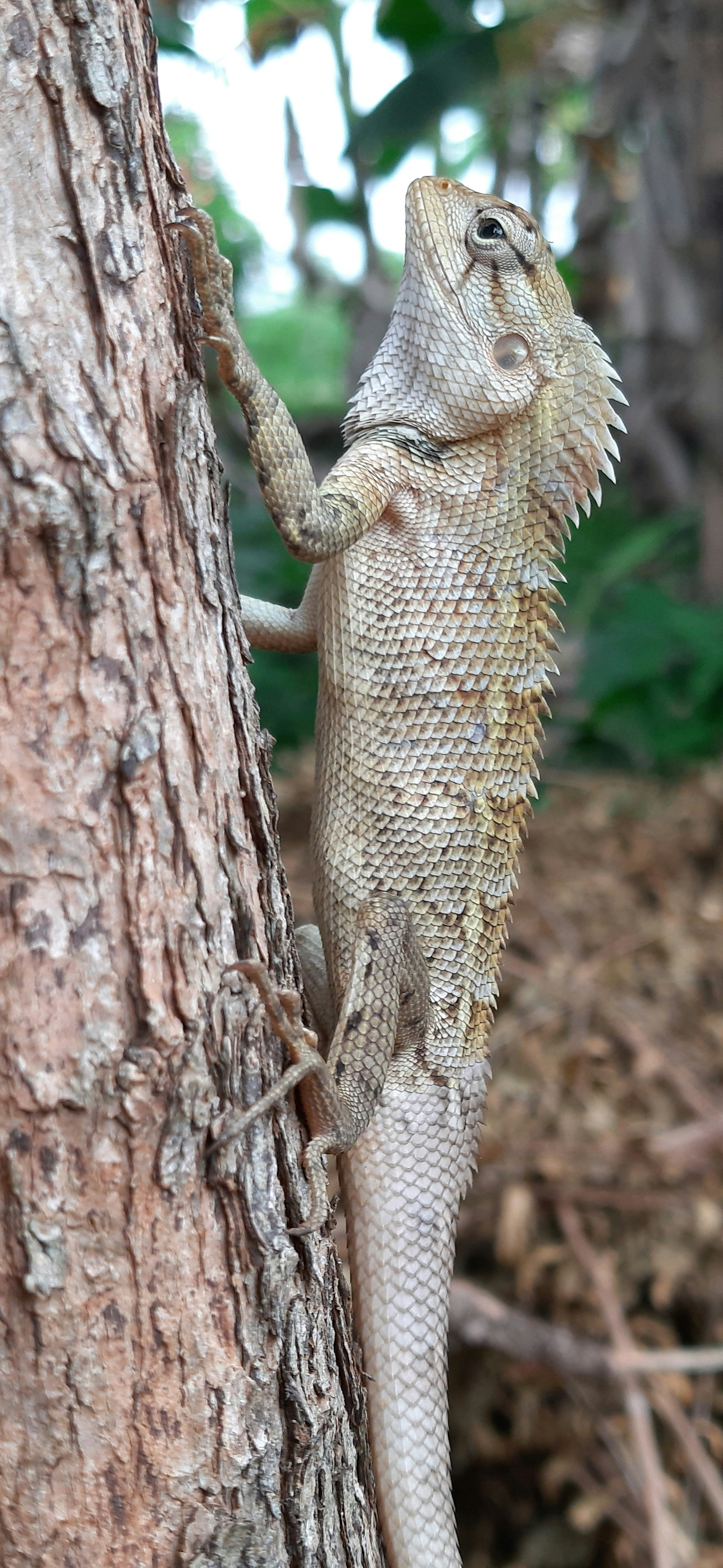 A lizard skillfully climbing a textured tree trunk, showcasing its natural habitat and adaptability.