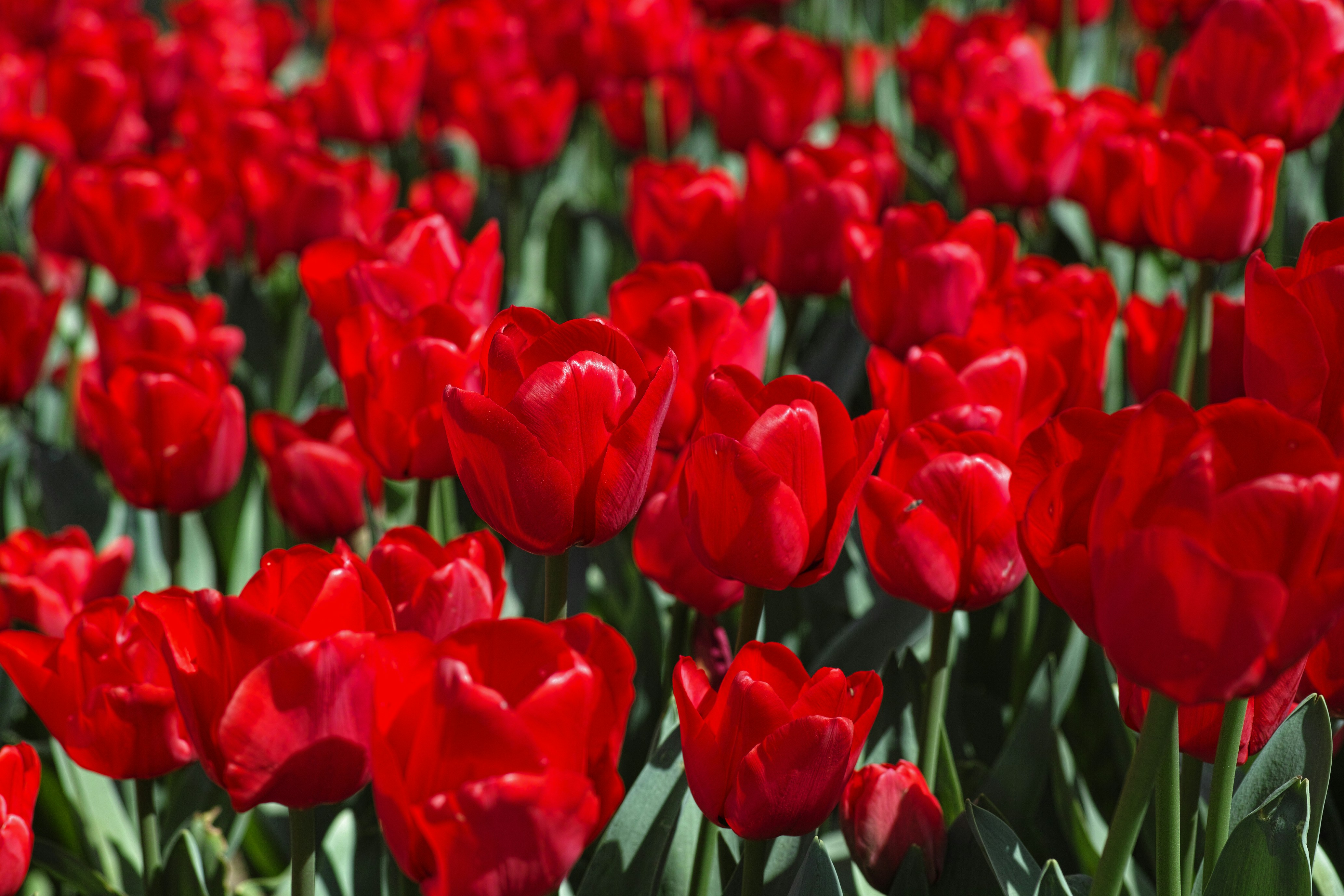 Vibrant red tulips basking in sunlight, showcasing delicate petal textures.
