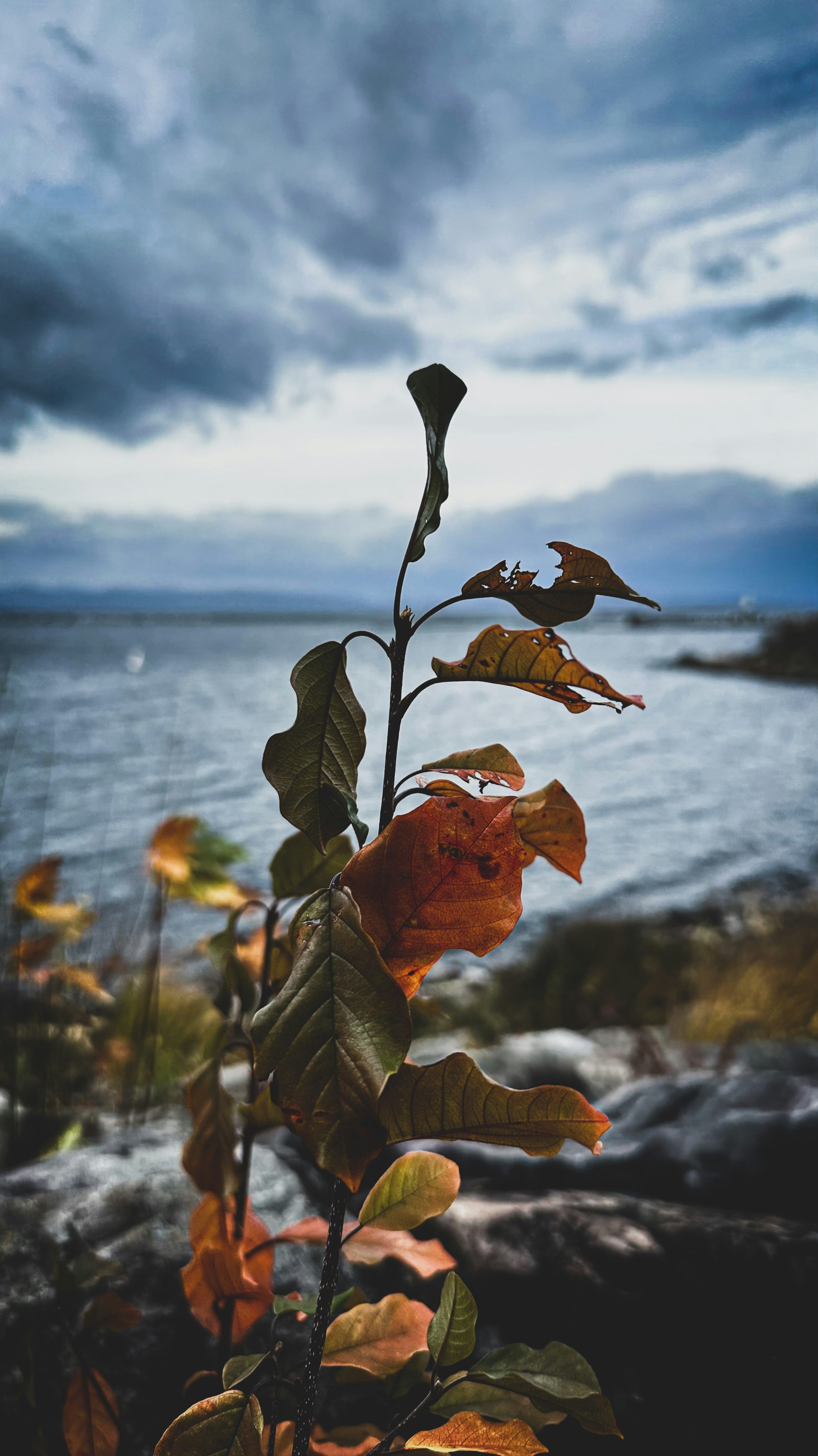 A delicate plant with autumn leaves stands against a moody sky, overlooking a tranquil body of water. The scene evokes a sense of serene transition.