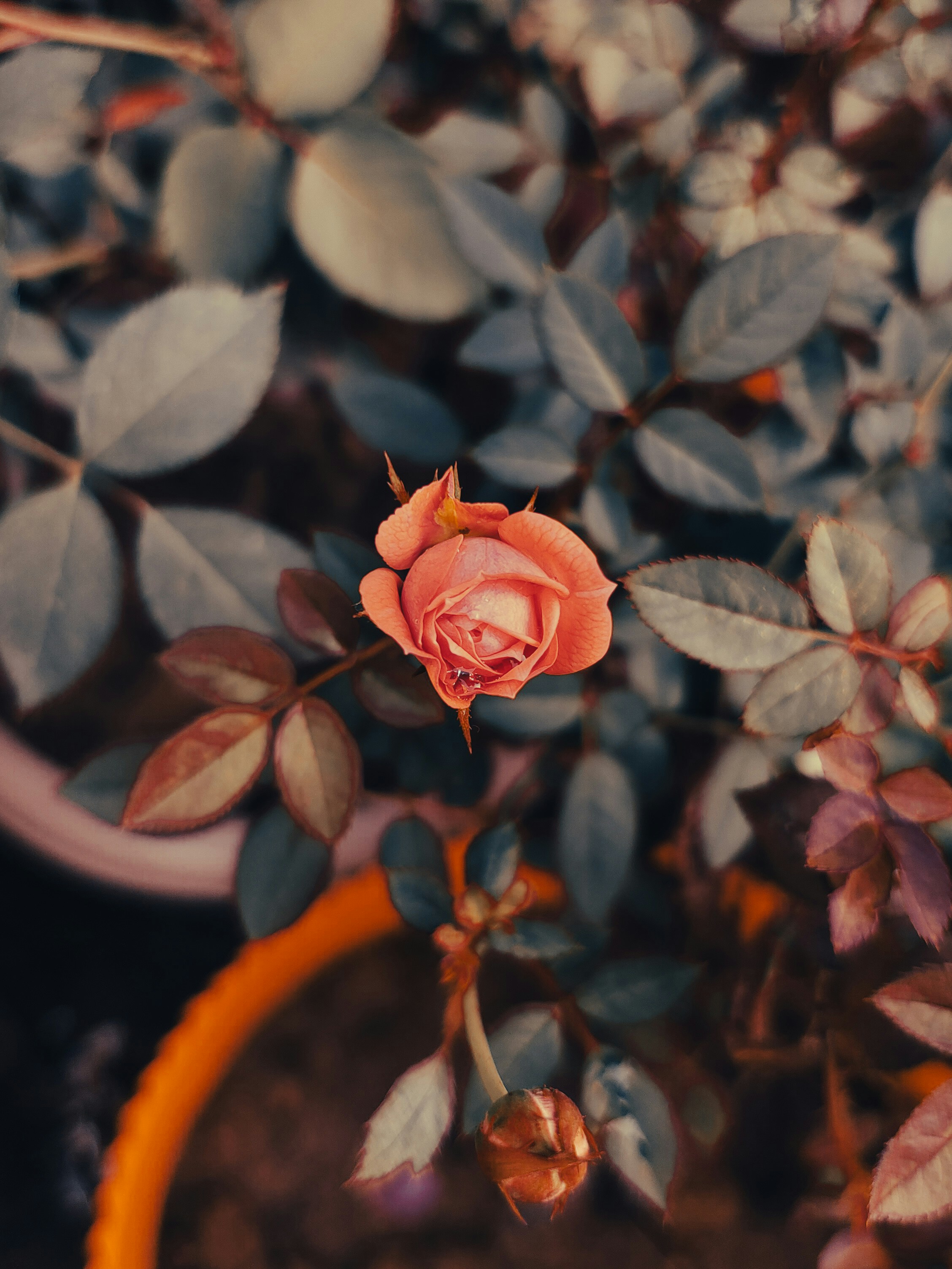 Petal Portrait: A Coral Rose Anchored by Subtle Urban Planters