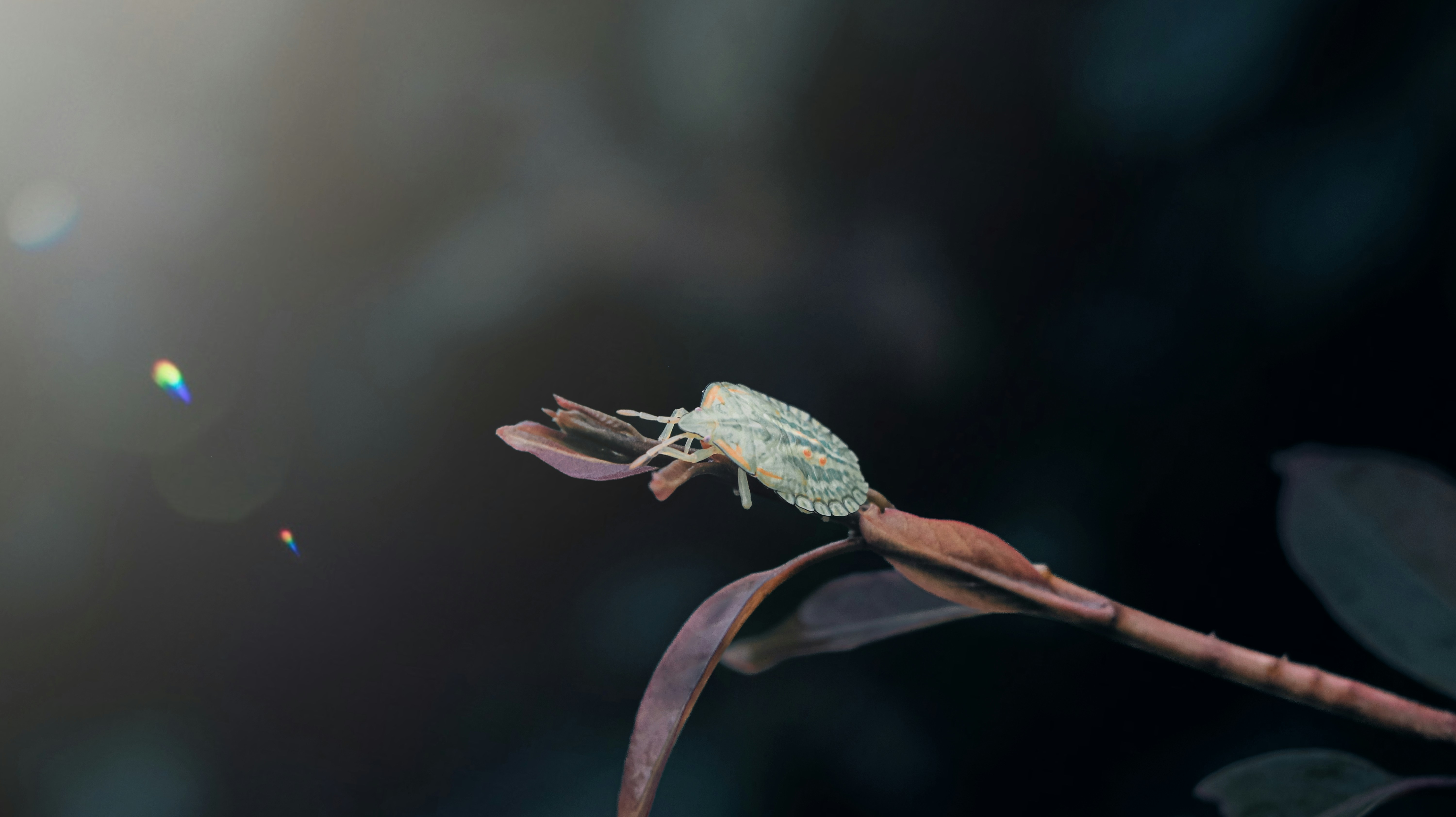 Foto Un insecto en una planta – Imagen Tonos de tierra gratis en Unsplash