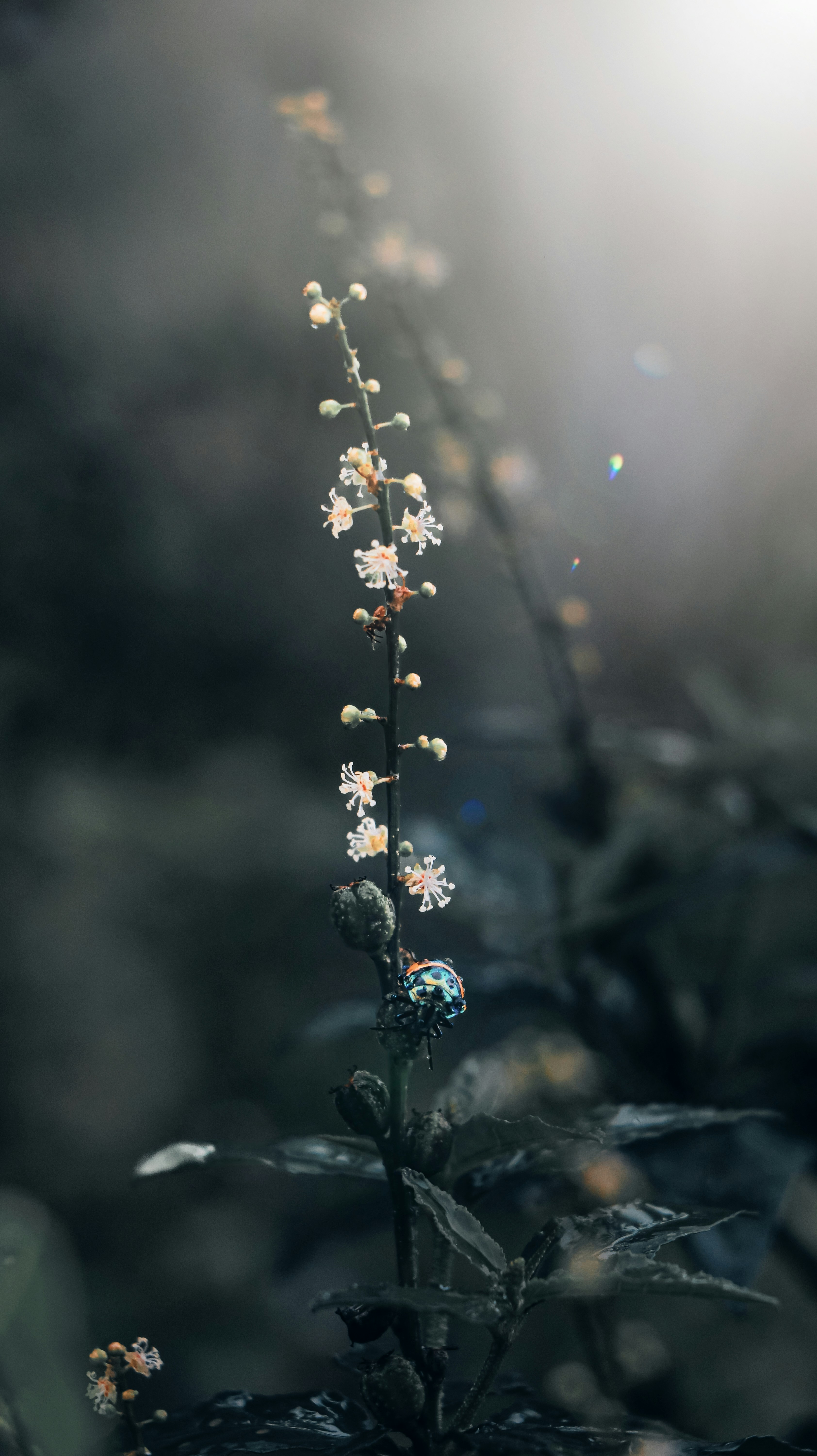Whispers on a Flower Stem: Backlit Dew and Light