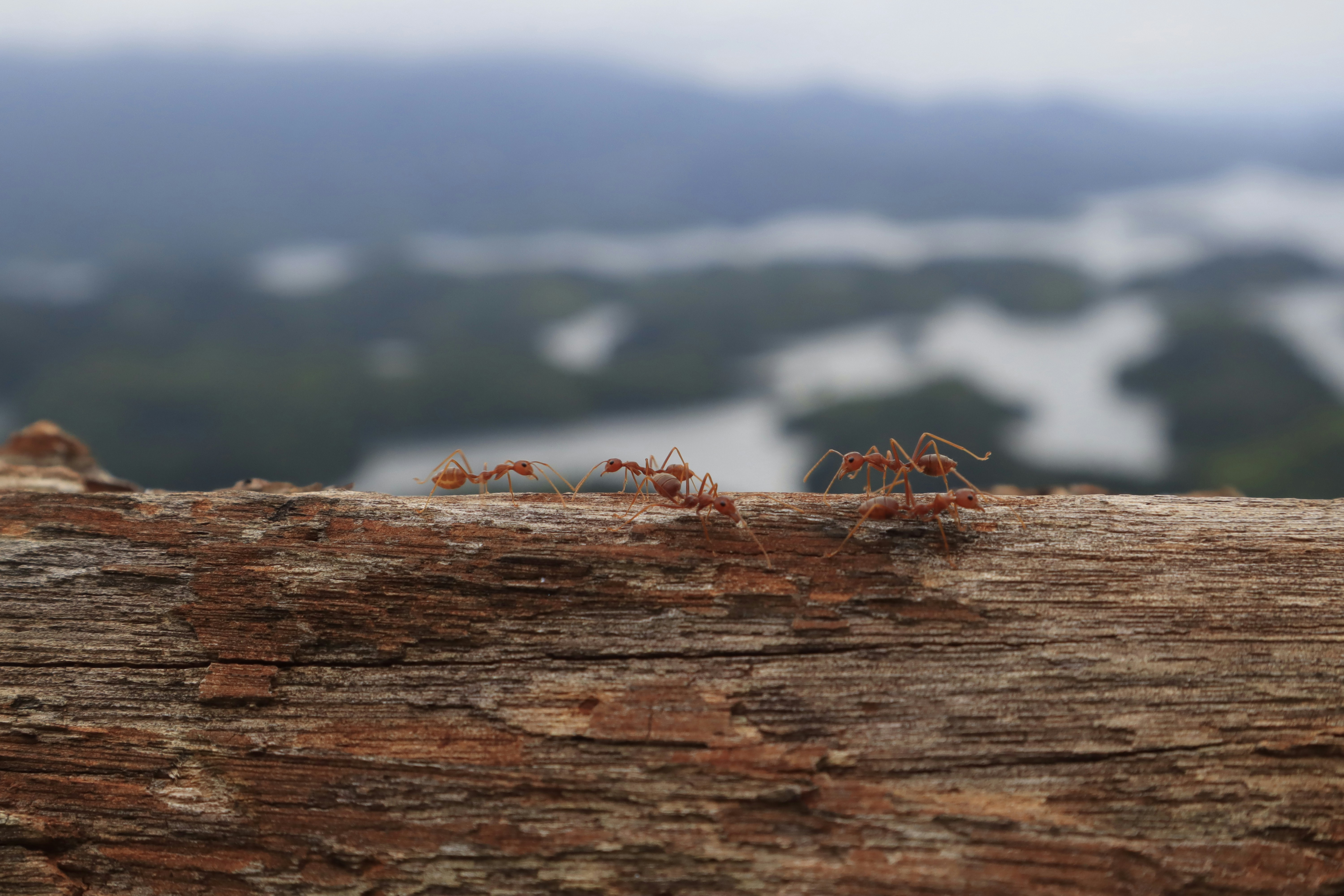 a group of ants on a log