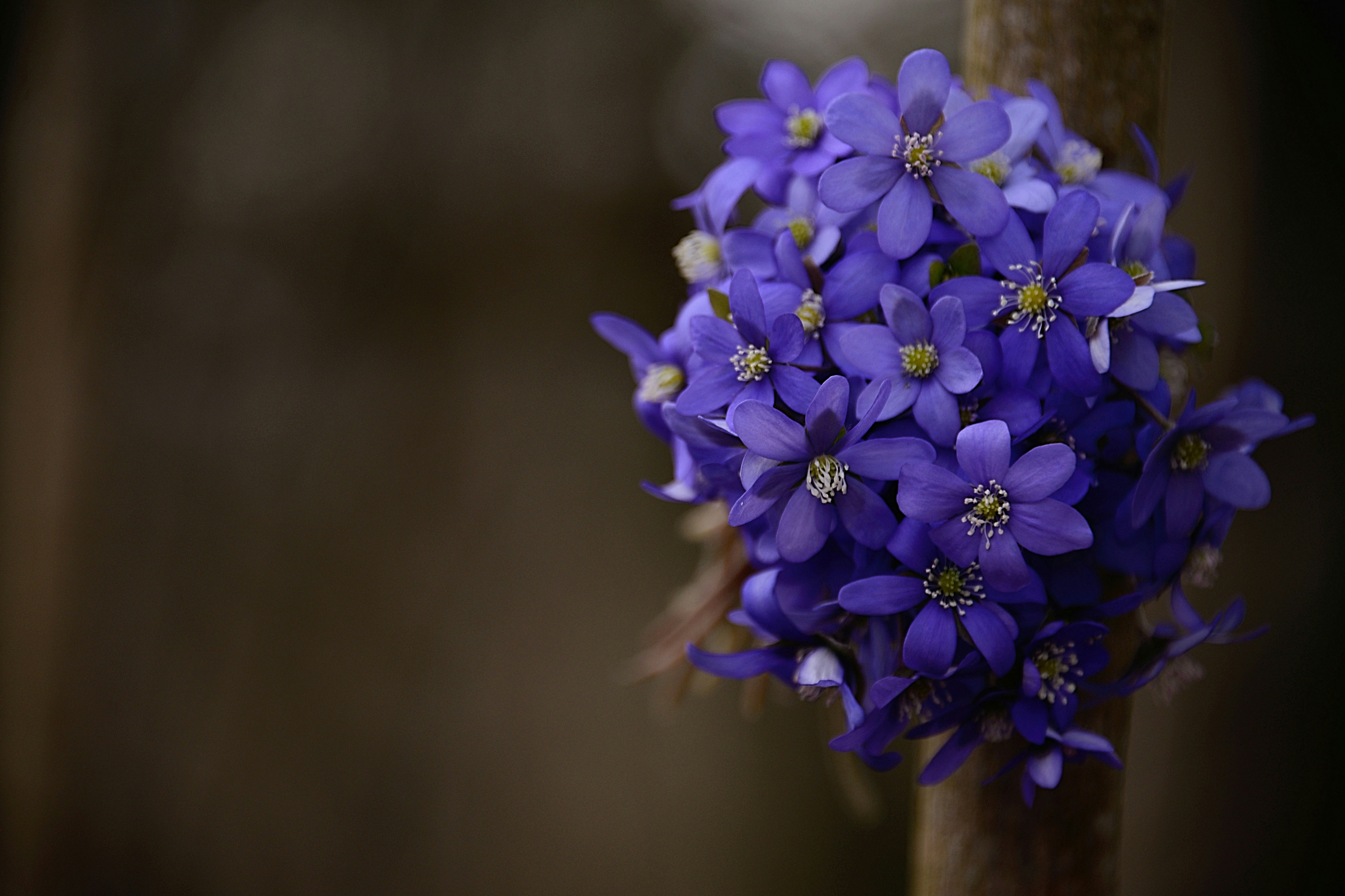 Violet bouquet on a weathered stem